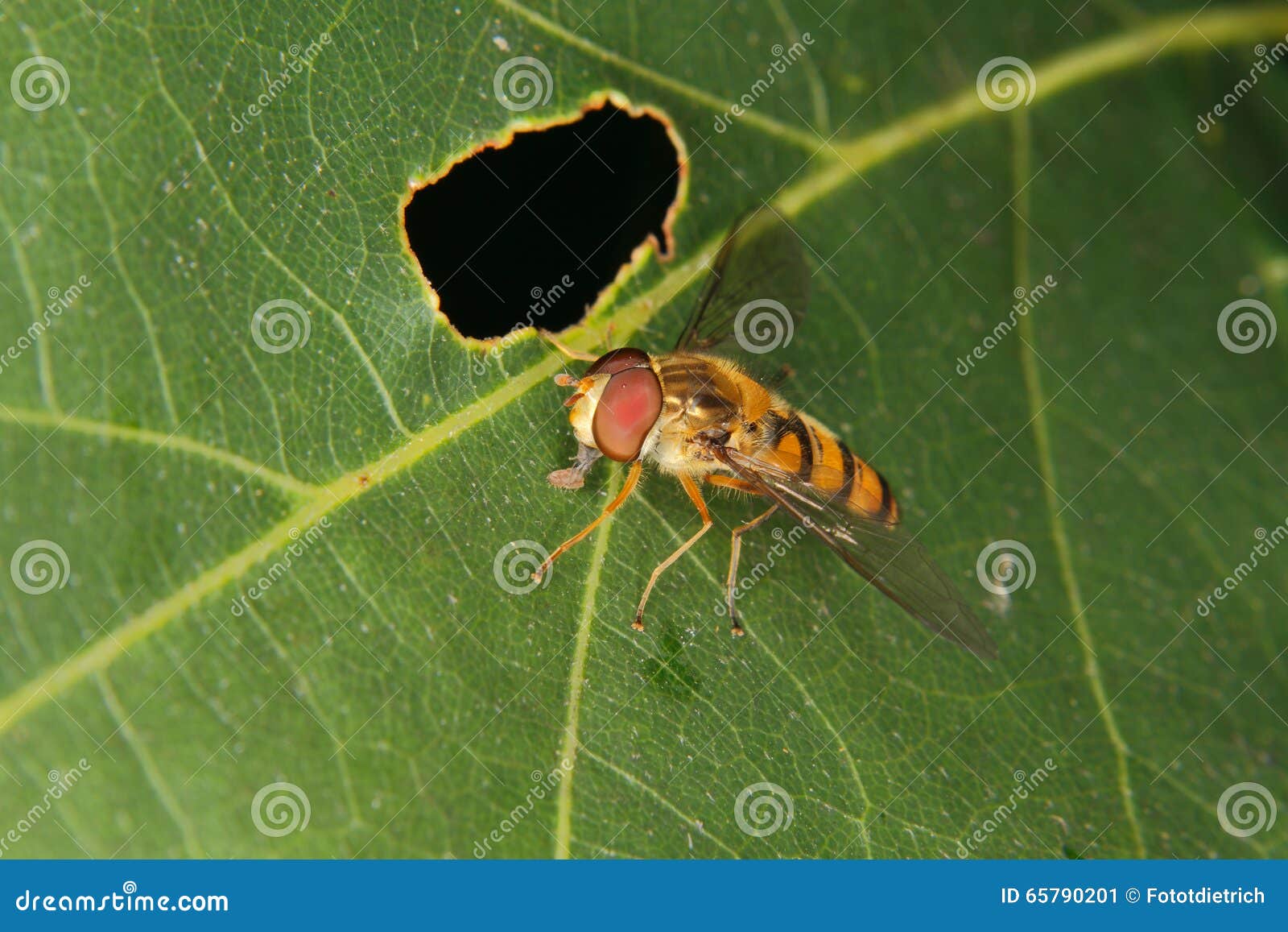 Helophilus Pendulus Female Commonly Known As Footballer Hoverfly Stock ...