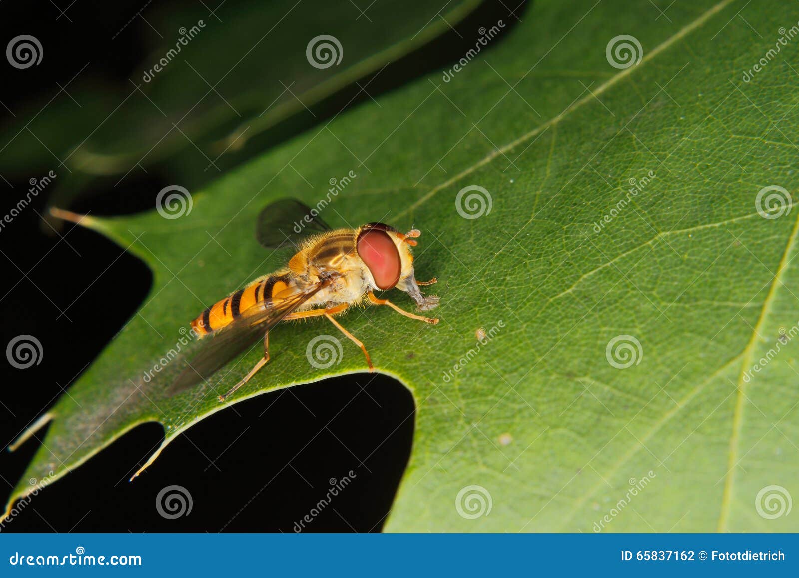 Helophilus Pendulus Female Commonly Known As Footballer Hoverfly Stock ...