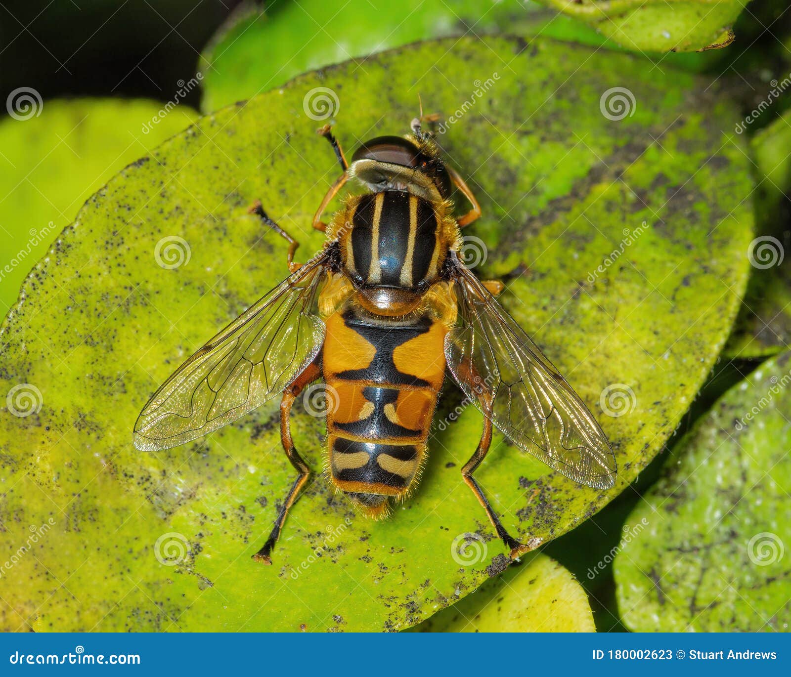 Hoverfly - Helophilus Pendulus, Worcestershire, England. Stock Image ...