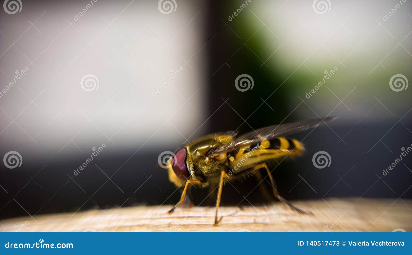 Hoverfly on Human Hand during Wummer. Slovakia Stock Image - Image of ...