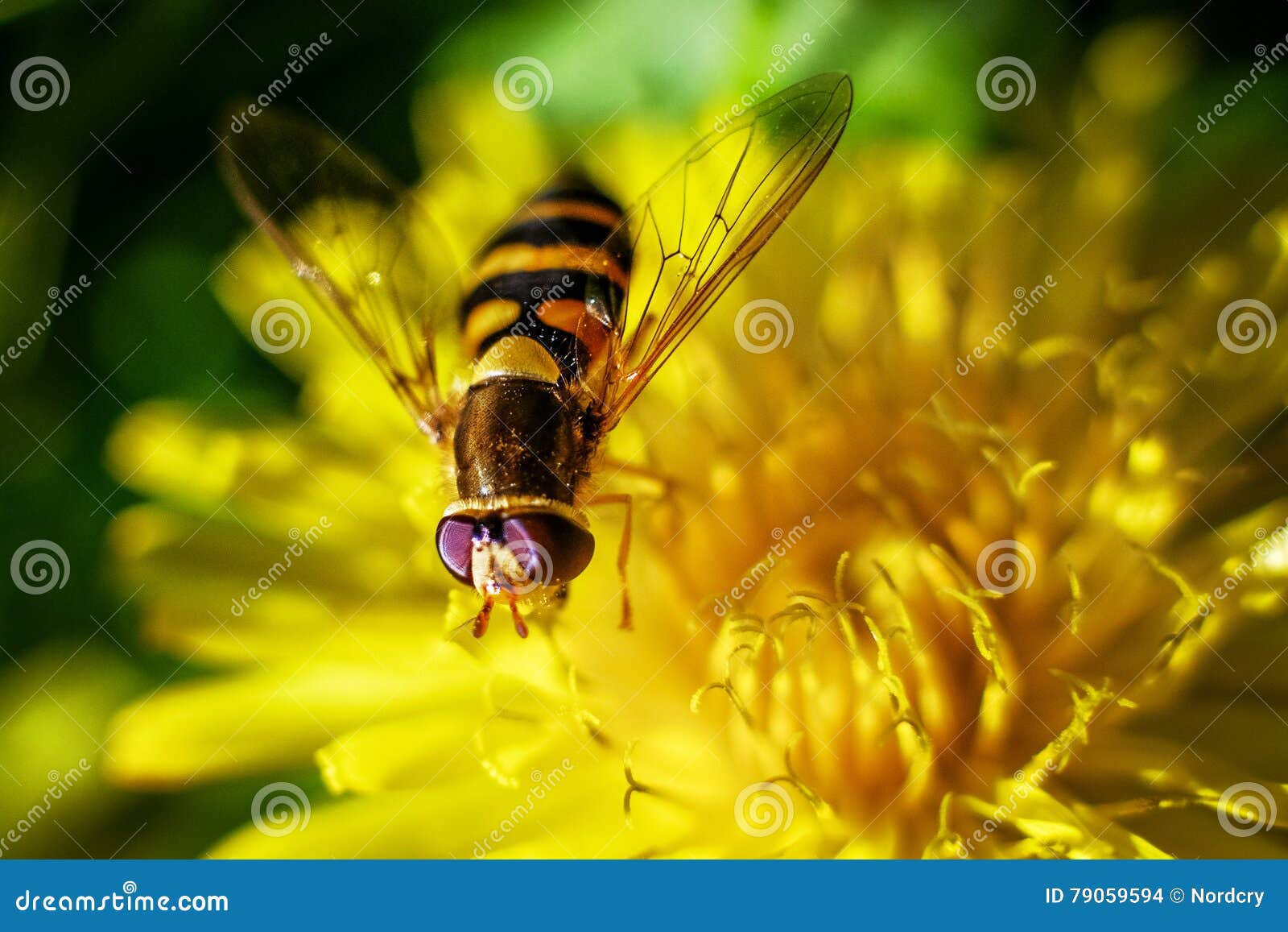 Hoverfly that Imitating Bee on Flower Stock Photo - Image of ...