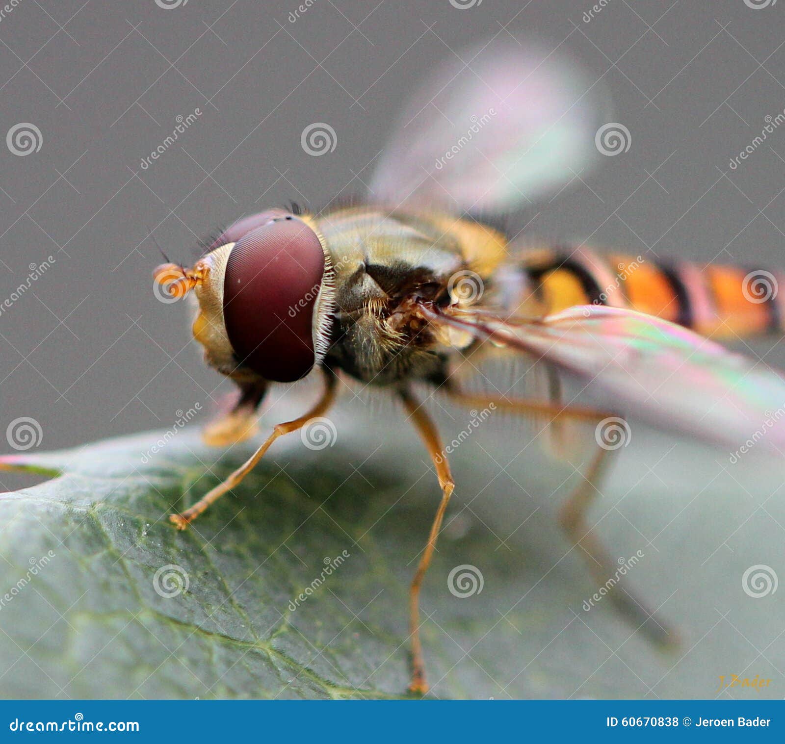 Hoverfly insect stock photo. Image of hoverfly, close - 60670838