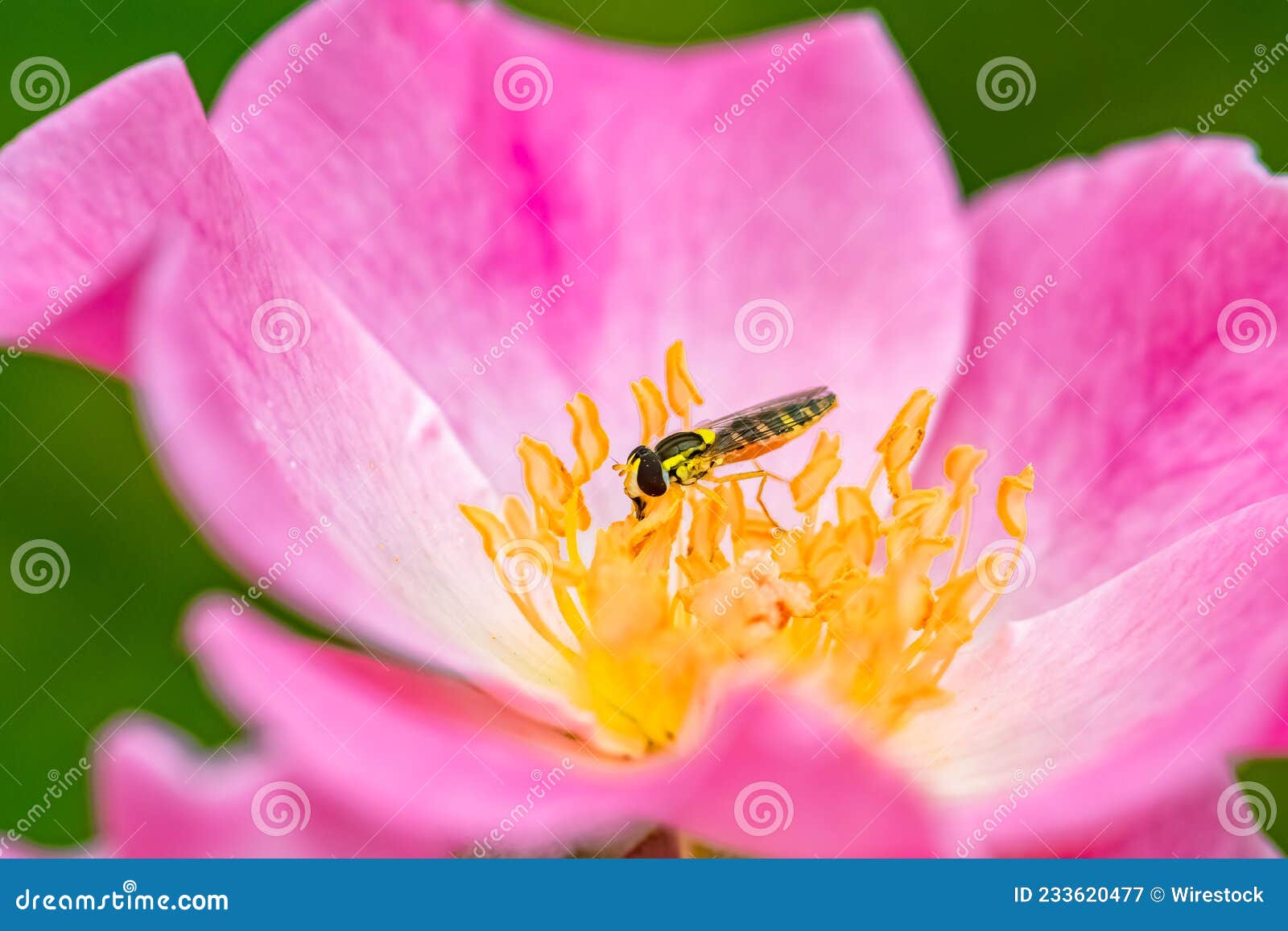 Insect Bug Eating Another Little Insect Bug On The Plant Royalty-Free ...
