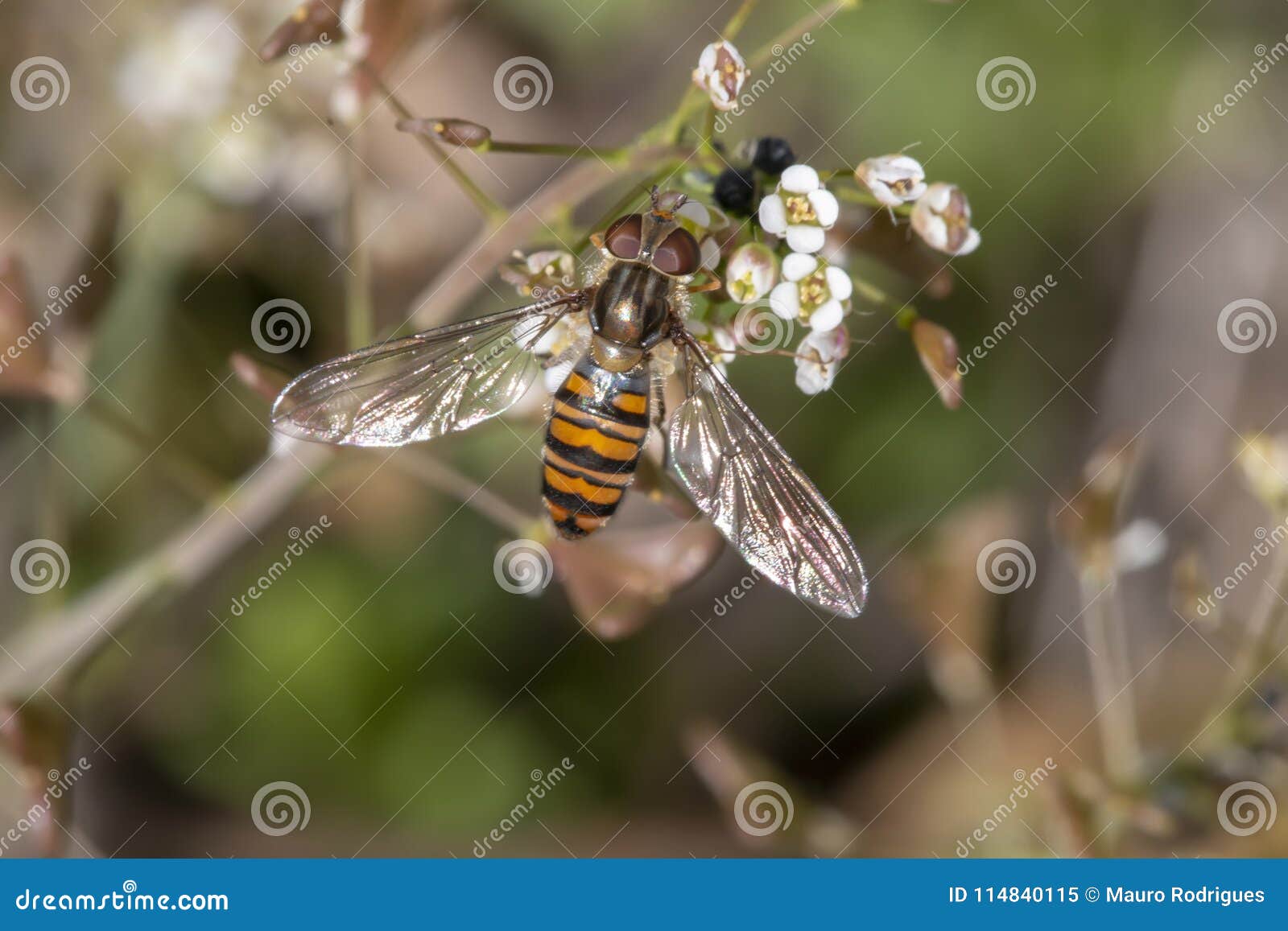 Hoverfly Insect on a Flower Stock Image - Image of fauna, portuguese ...