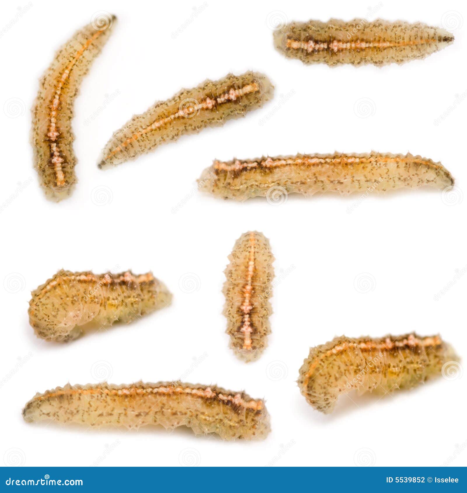 Hoverfly Larvae Stock Photography - Image: 5539852