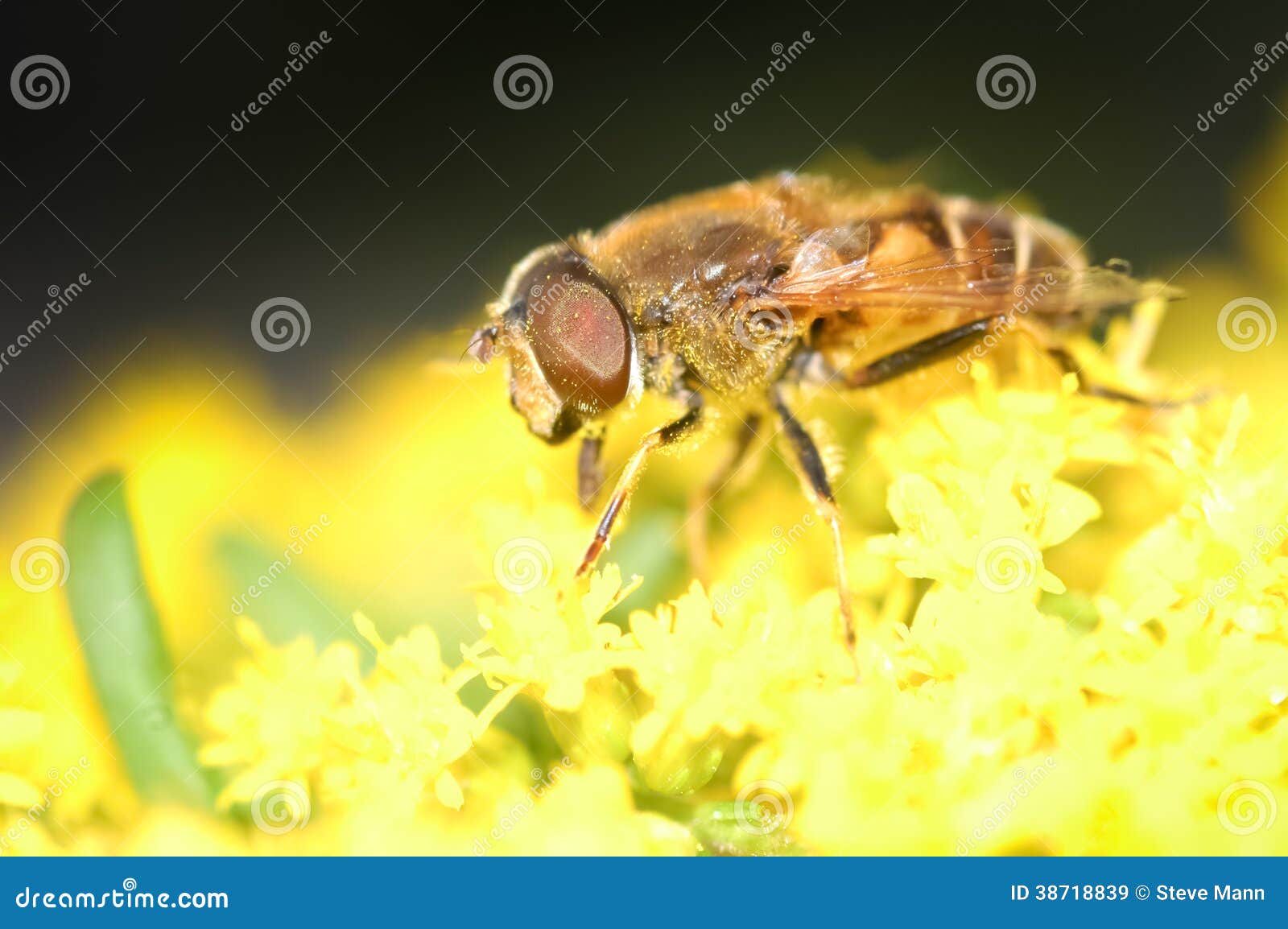 Hoverfly stock image. Image of winged, pollination, insect - 38718839