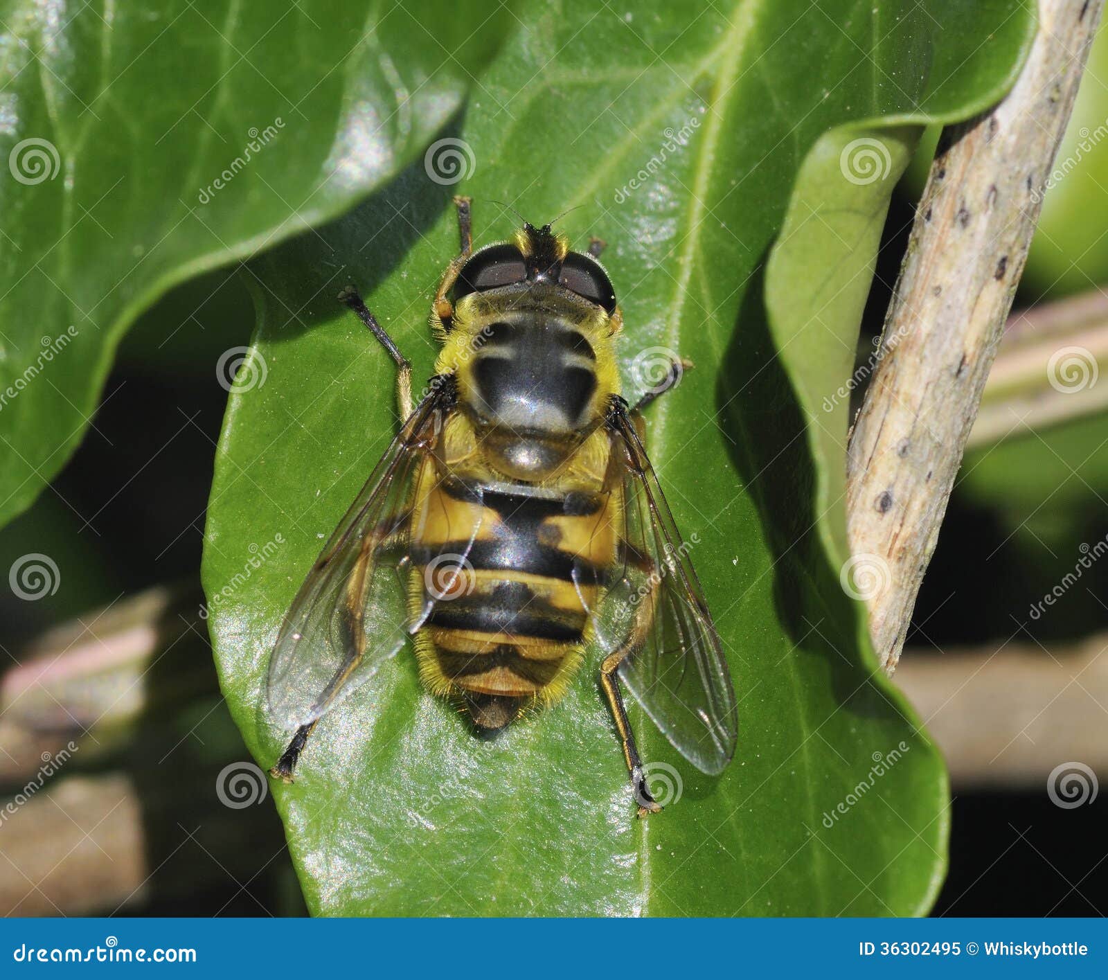 Hover Fly Myathropa Florea (Syrphidae) Stock Photo | CartoonDealer.com ...