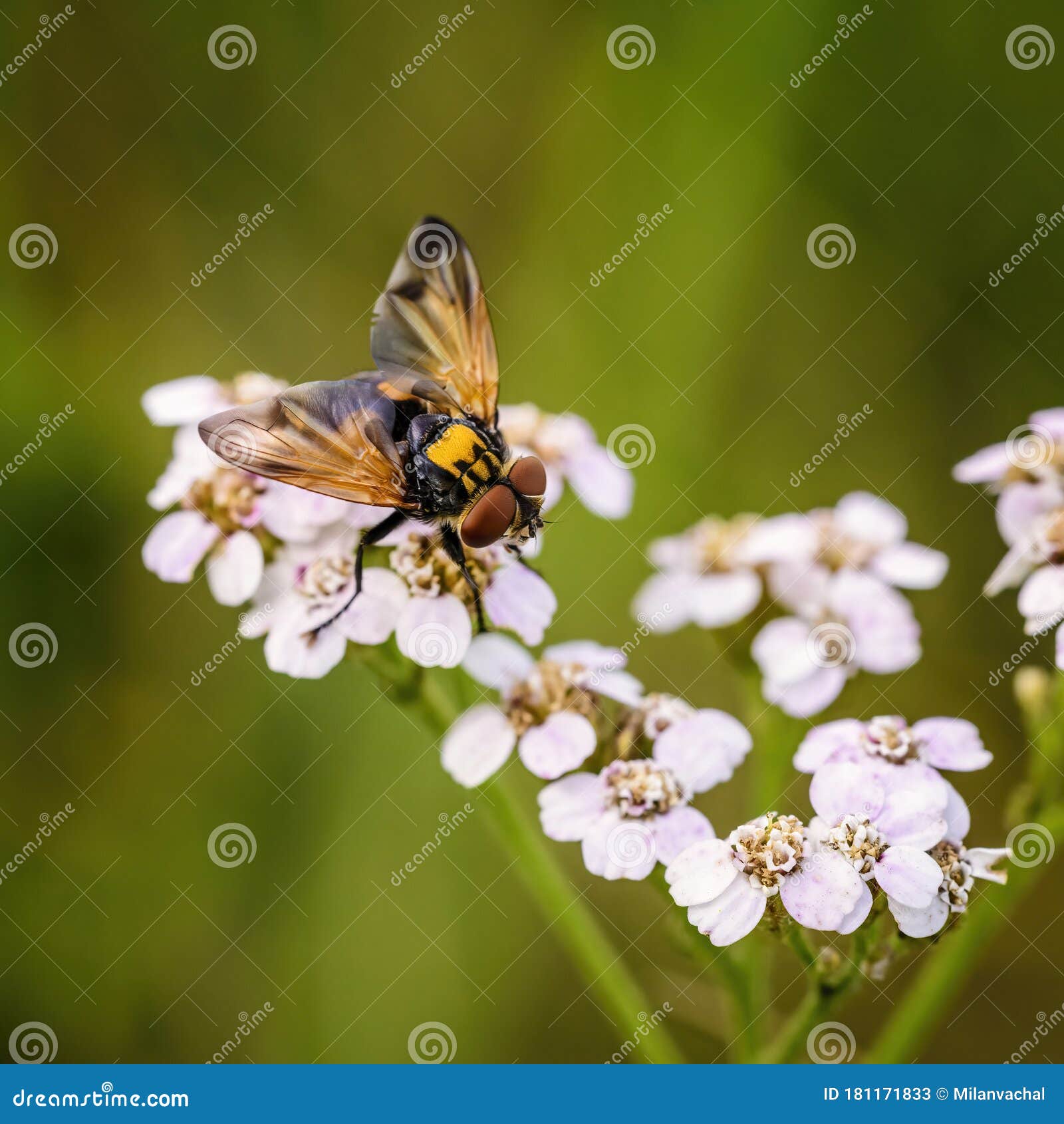Hoverfly Named Pellucid Fly Resting on a Flower Head in Natural Bacl ...