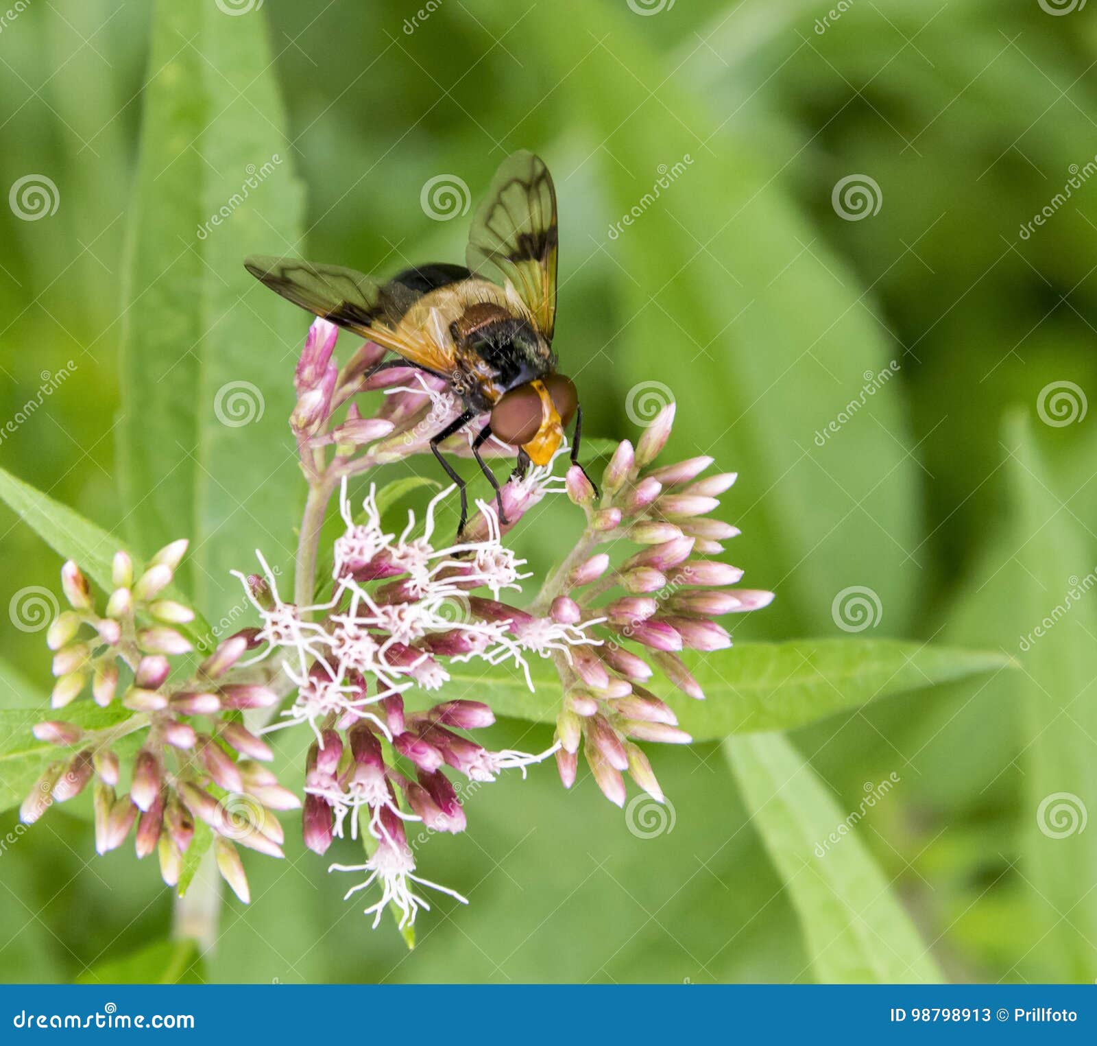 Pellucid Fly on flower stock image. Image of nature, insect - 98798913