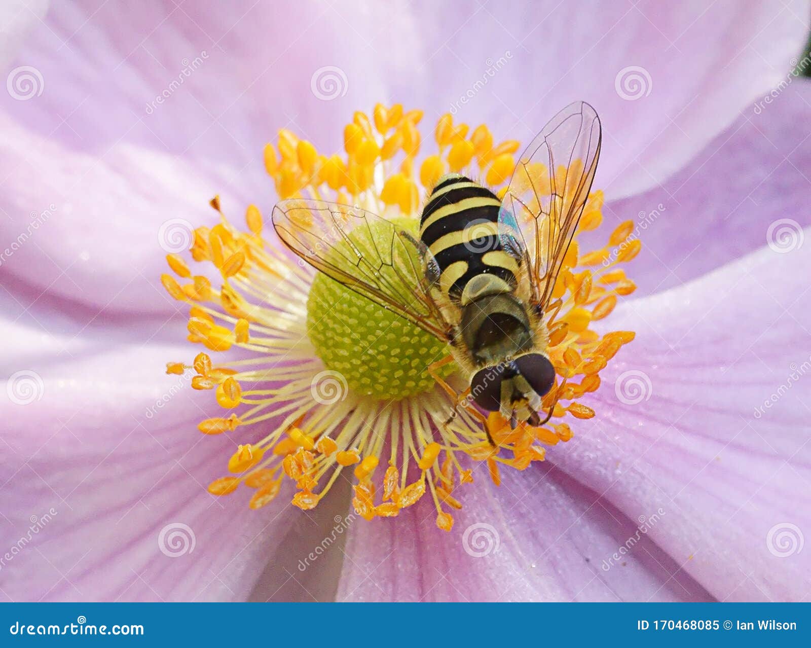 Hoverfly Royalty-Free Stock Photography | CartoonDealer.com #18558431