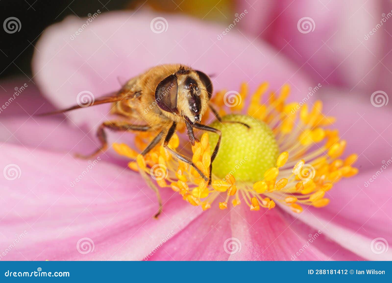 Hoverfly on a pink flower stock photo. Image of black - 288181412