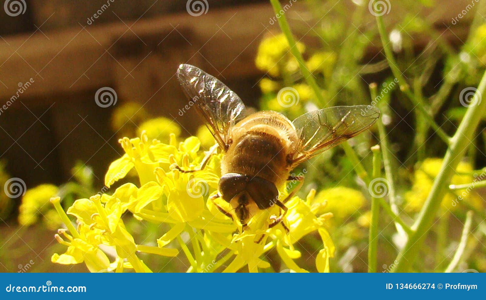 Hoverfly | Pollination stock photo. Image of insect - 134666274