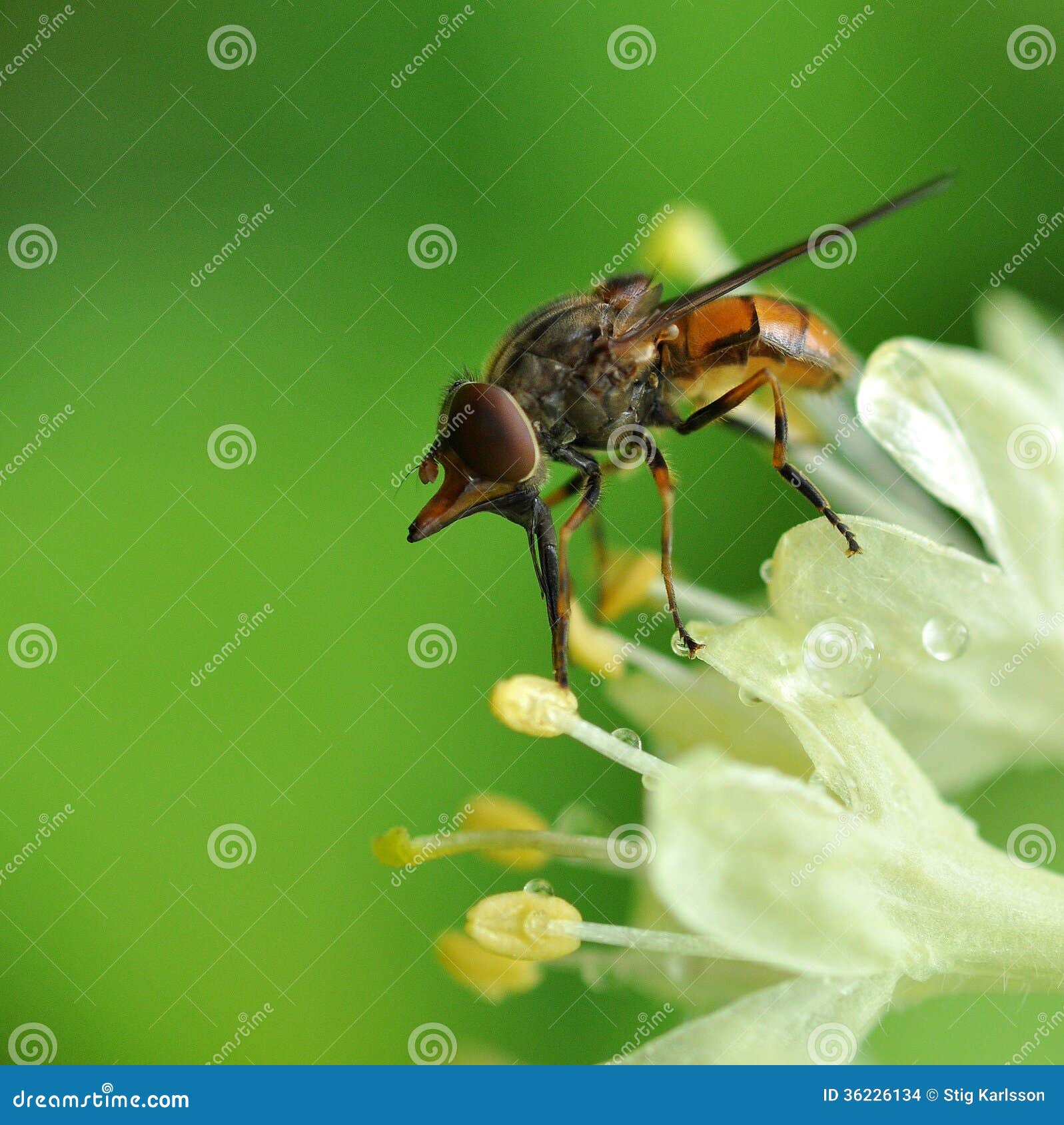 Hoverfly Rhingia Campestris into White Flower Stock Photo - Image of ...