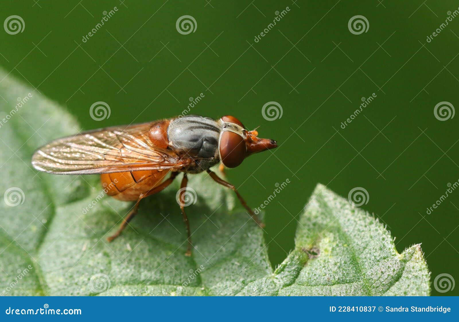 A Hoverfly, Rhingia Rostrata, Resting on a Stinging Nettle Leaf. Stock ...