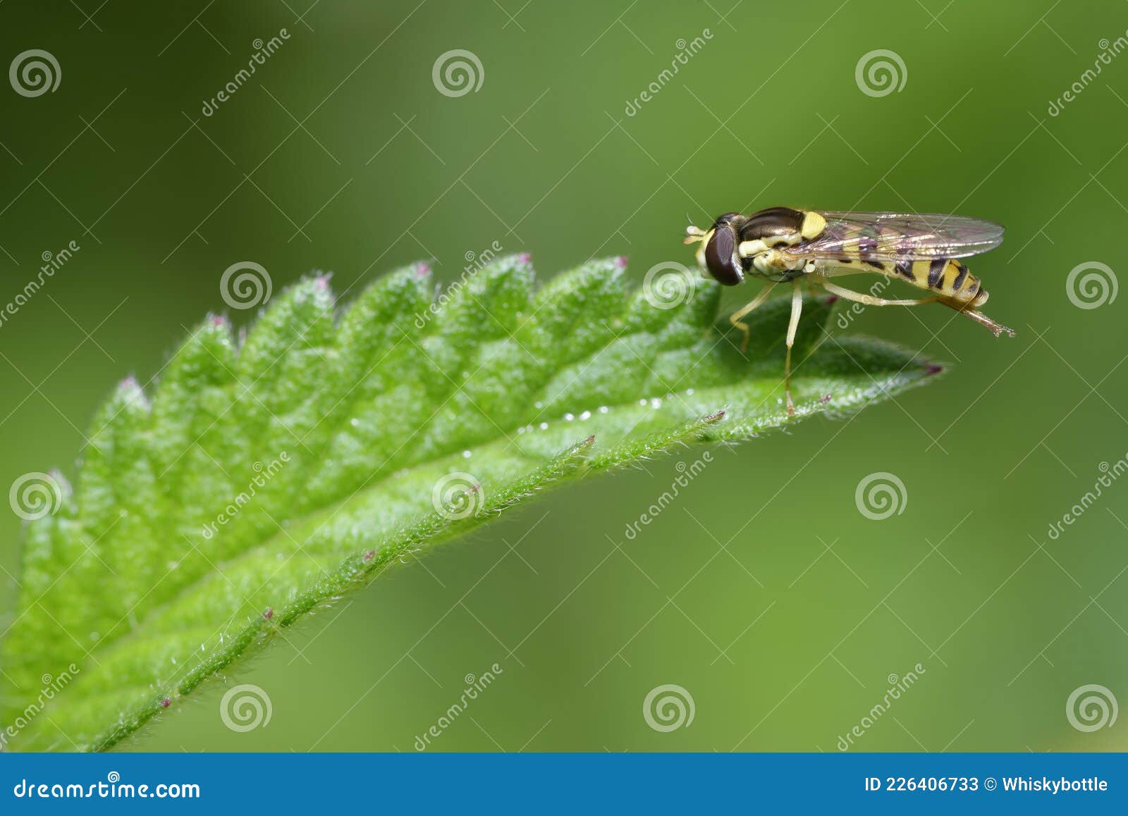 Hoverfly - Sphaerophoria stock image. Image of plant - 226406733