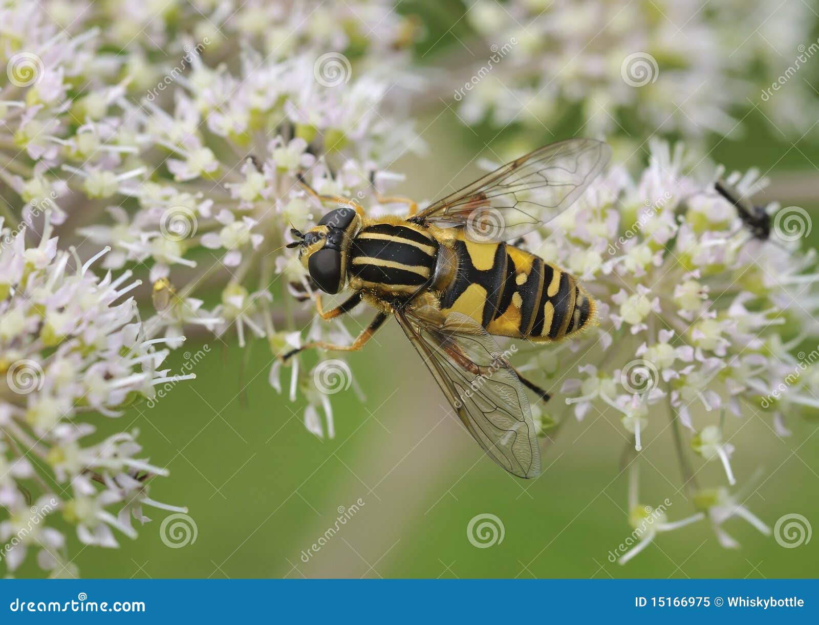 Helophilus Pendulus Female Commonly Known As Footballer Hoverfly Stock ...