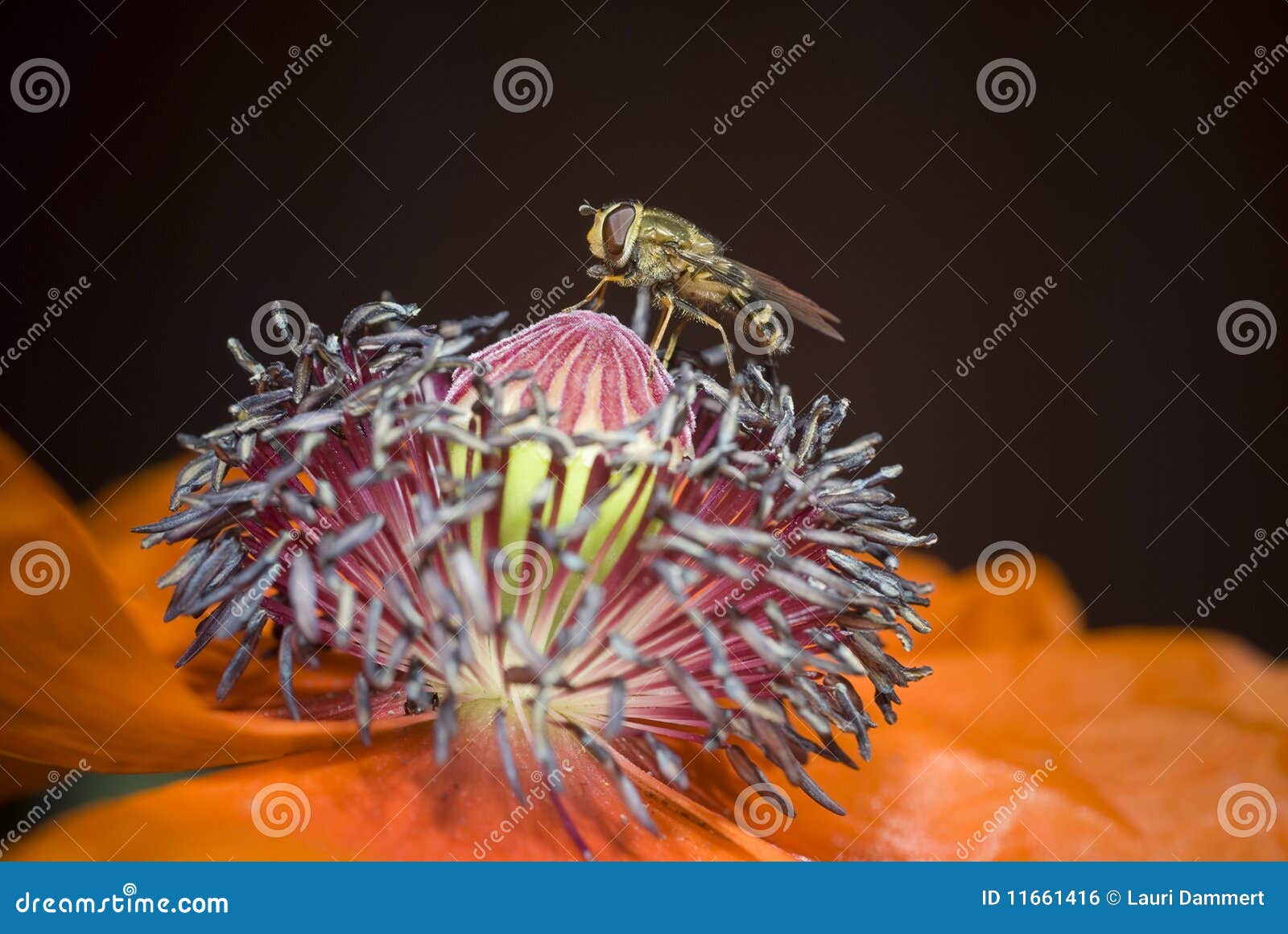 Royalty Free Images, Cartoons, Illustrations And Photos Designed By ...