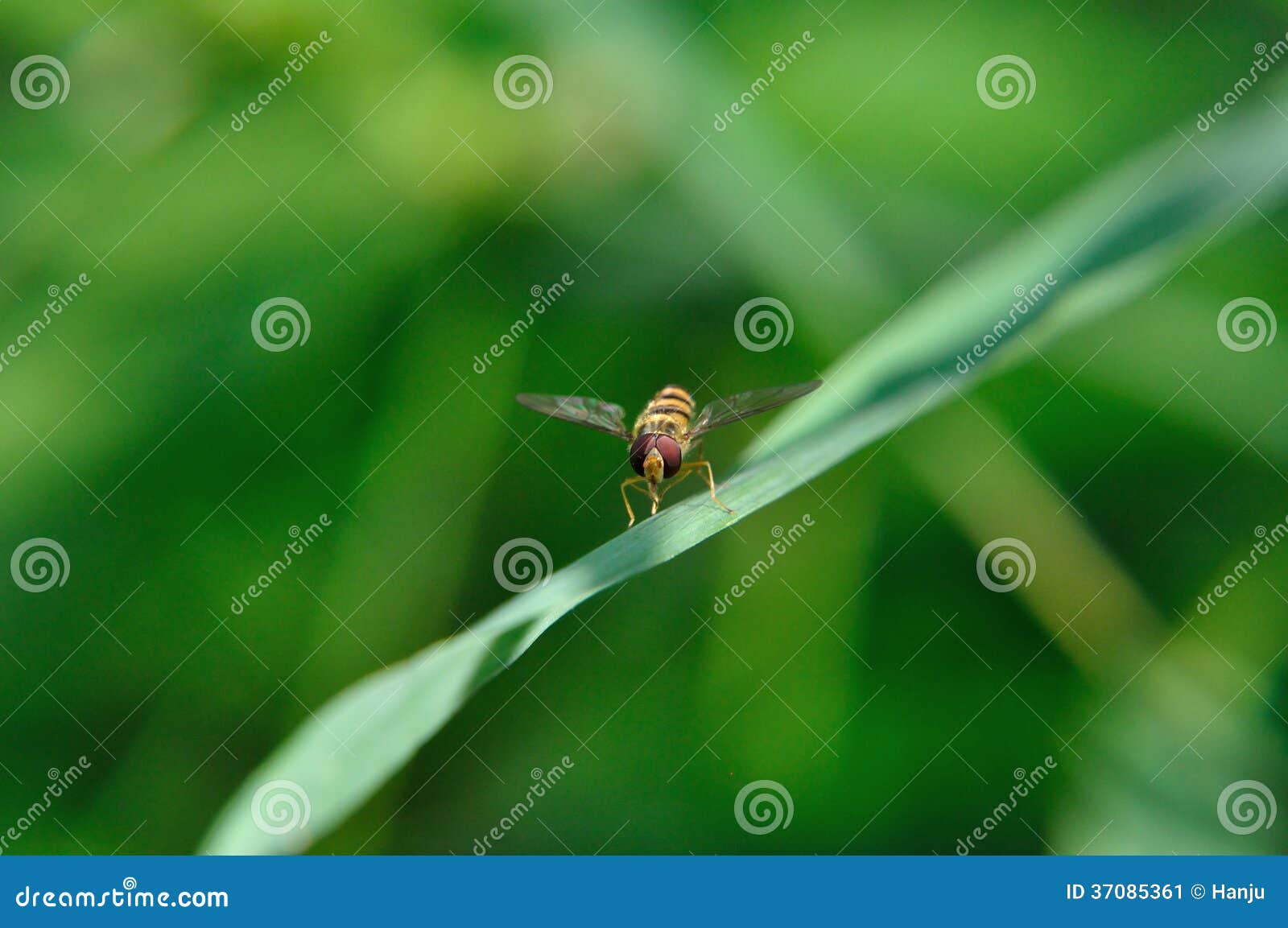 Hoverfly stock image. Image of hoverfly, wings, little - 37085361