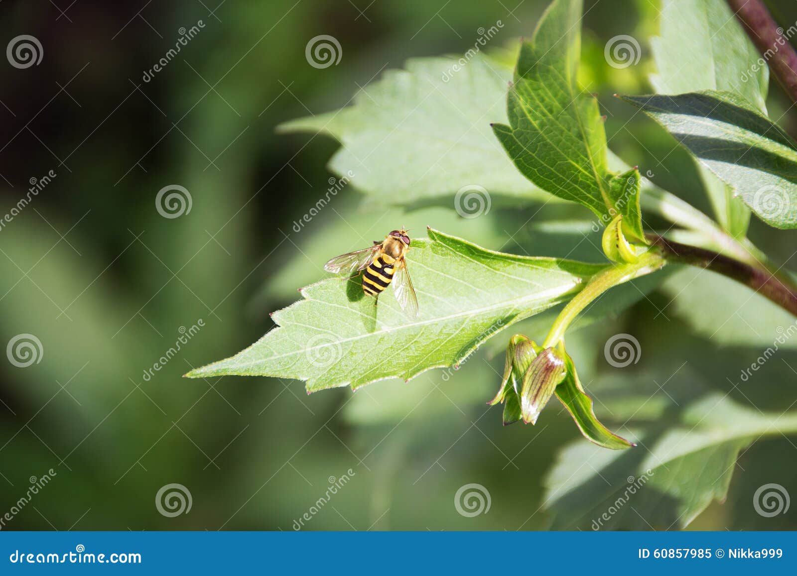 Hoverfly Syrphus ribesii stock image. Image of back, outdoor - 60857985