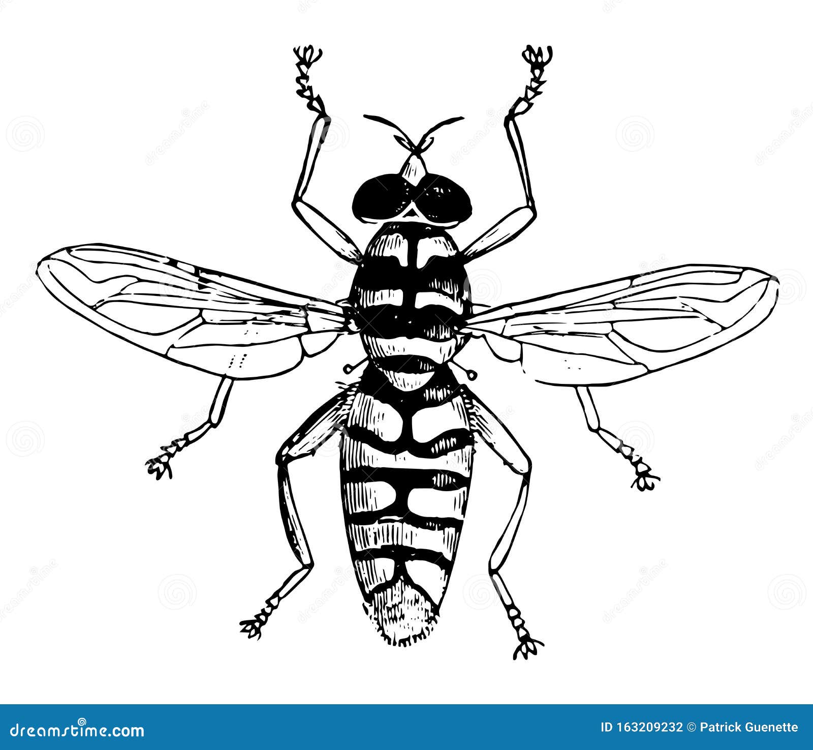 Hoverfly, Vintage Illustration Stock Vector - Illustration of drawing ...