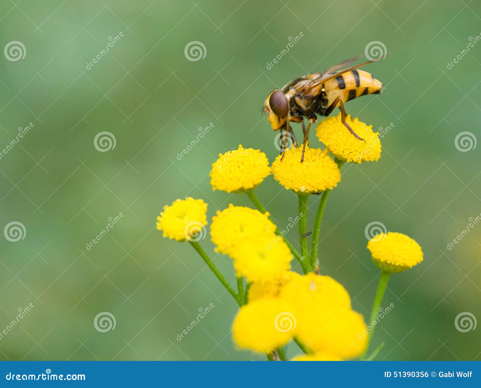 Volucella Inanis Stock Photos - Free & Royalty-Free Stock Photos from ...