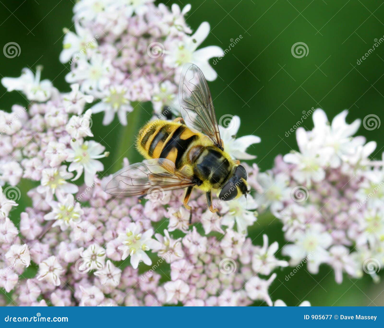 Hoverfly with Wing Pattern stock image. Image of hover - 905677