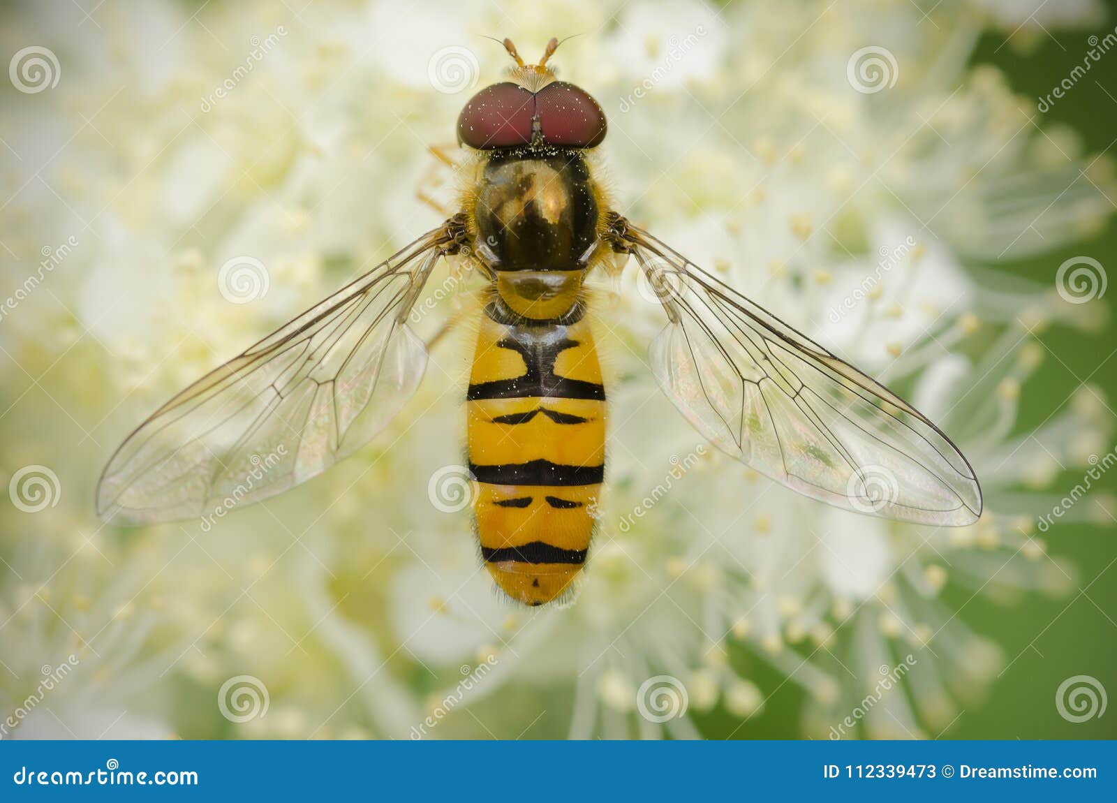 Hoverfly Royalty-Free Stock Photography | CartoonDealer.com #18558431