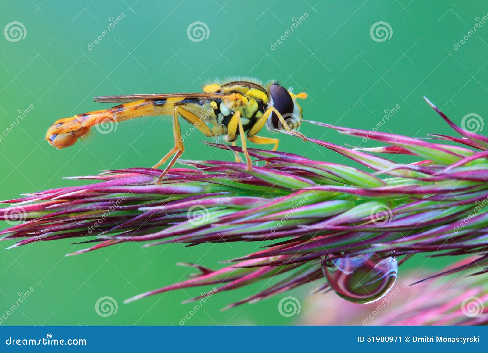 Hoverfly, Yellow Fly on the Ear Stock Image - Image of herbal ...