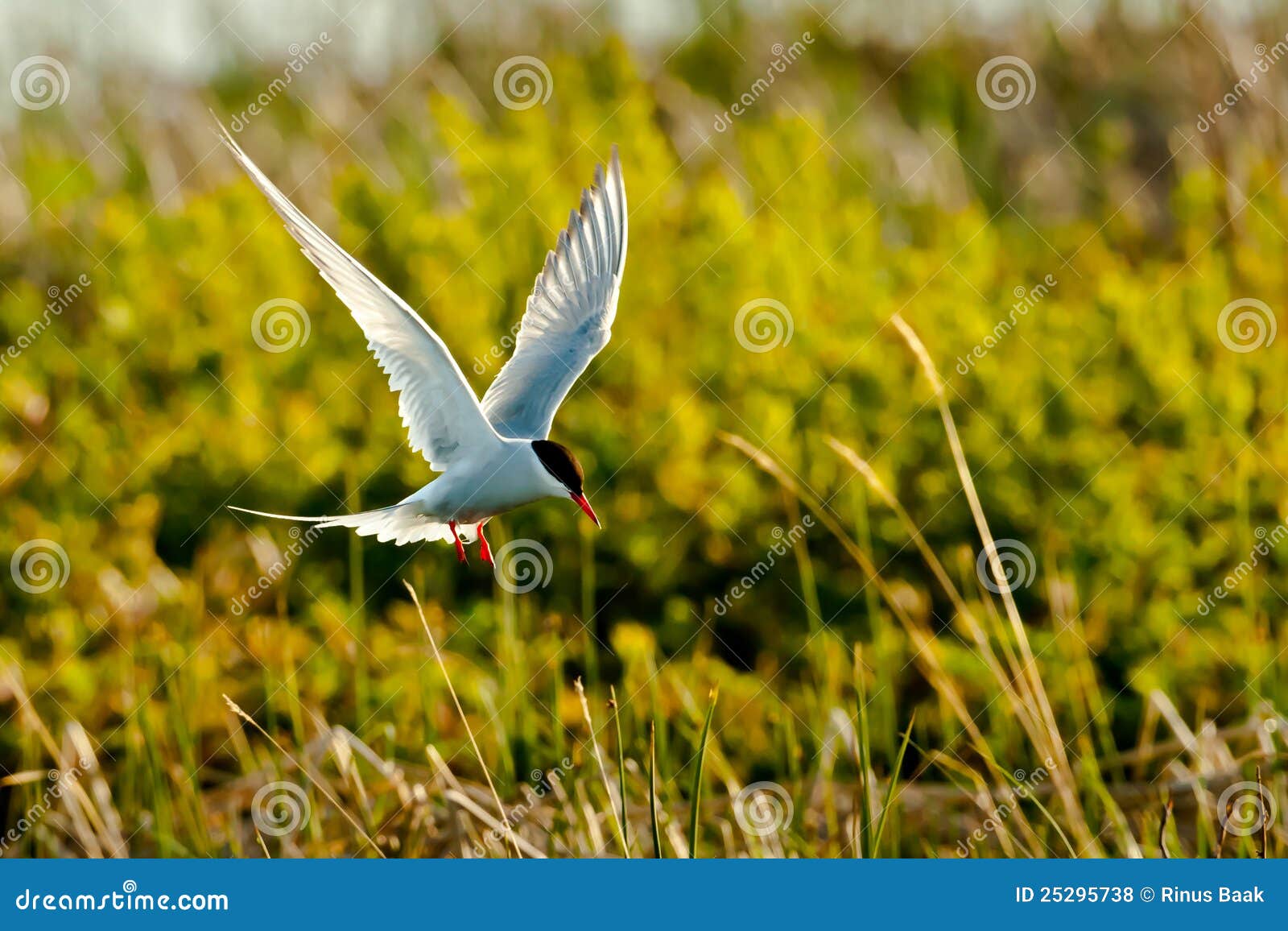 Hovering Arctic Tern stock photo. Image of wings, reeds - 25295738