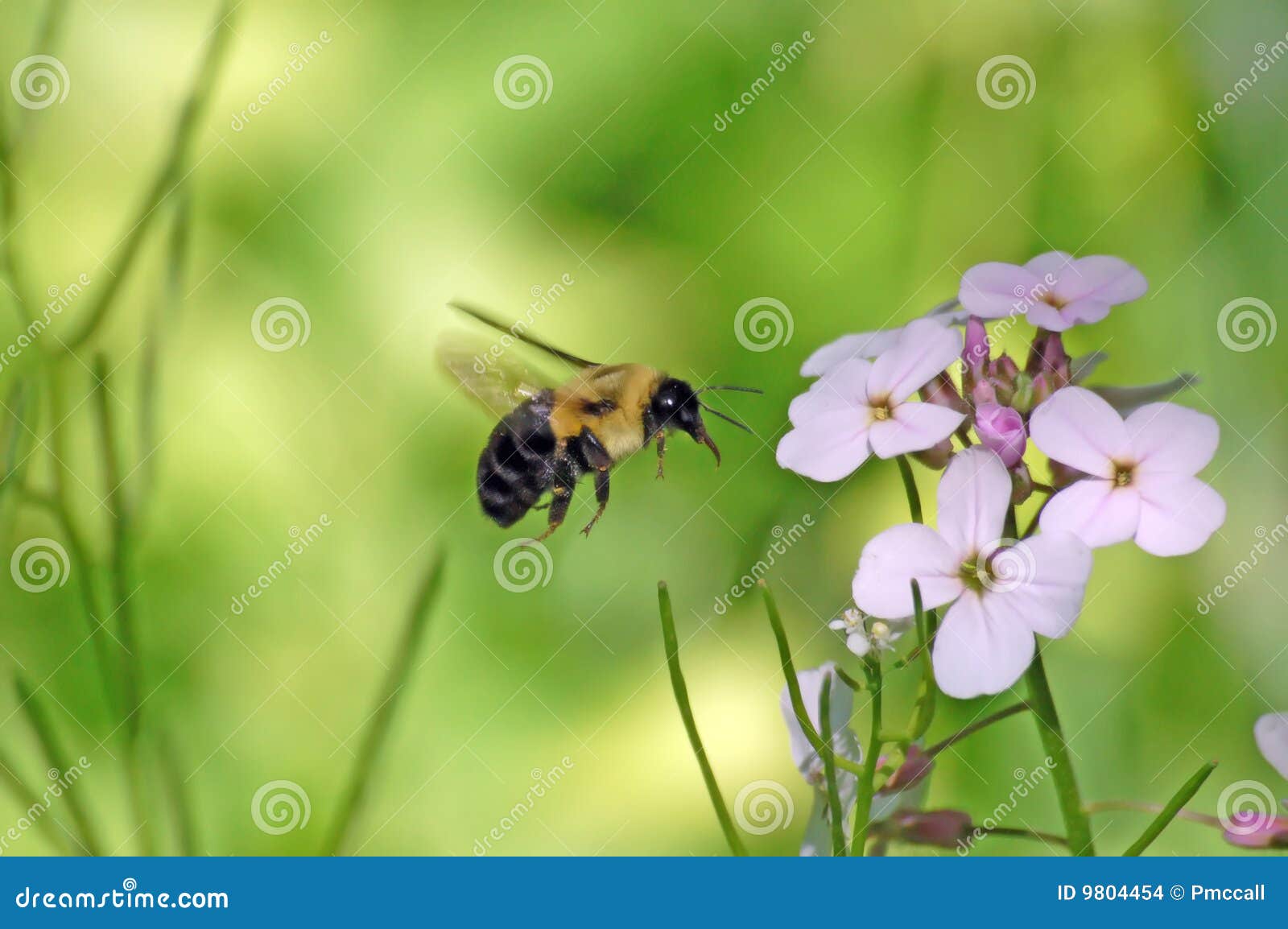 Hovering Bee stock photo. Image of macro, summer, detail - 9804454