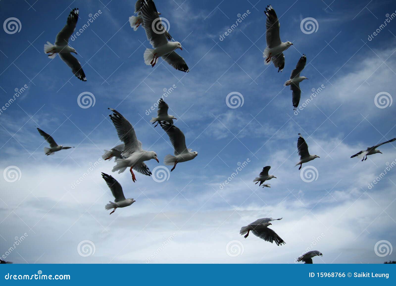 Hovering birds stock photo. Image of gulls, daylight - 15968766