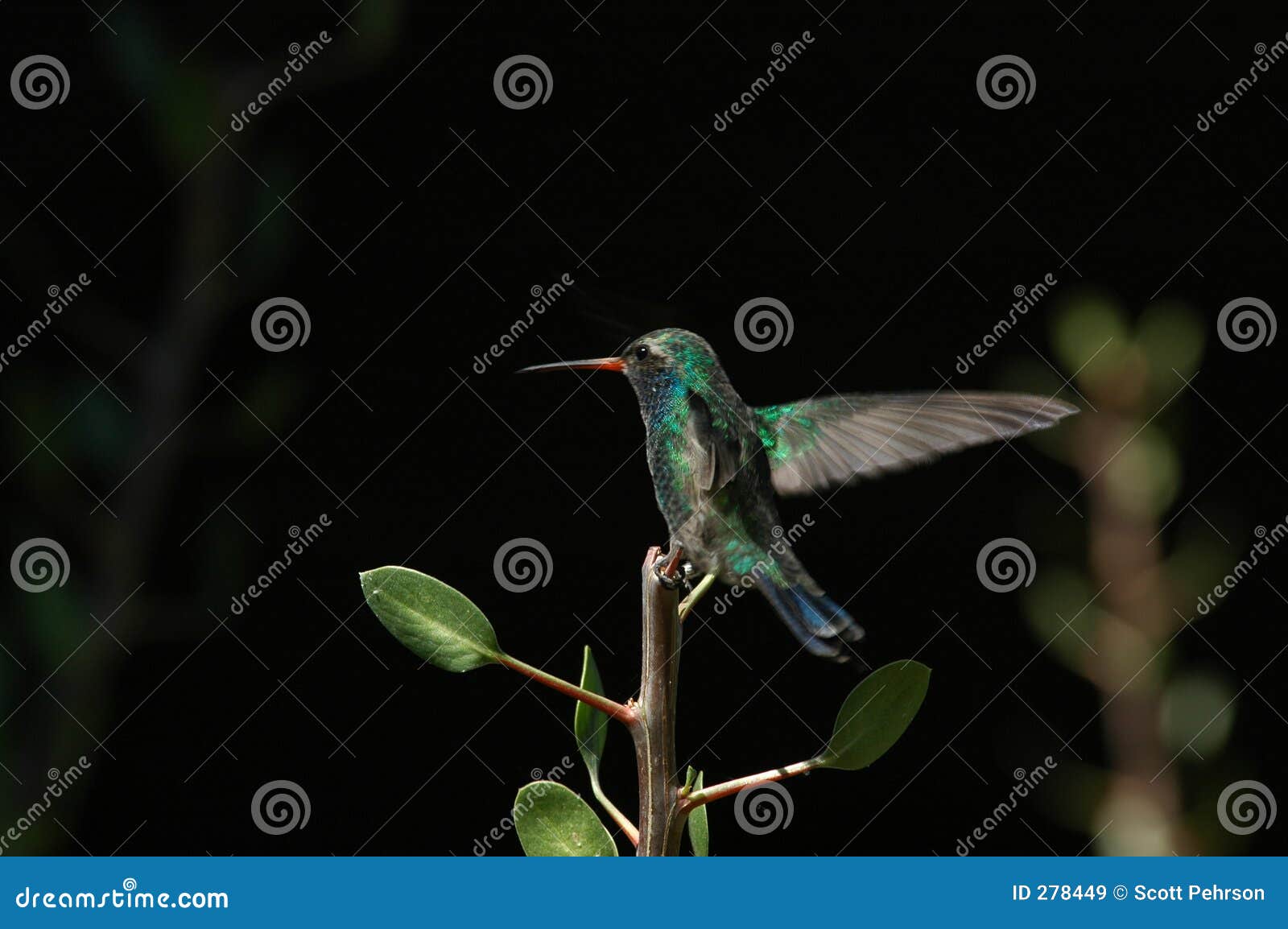 Hovering Hummingbird Landing Stock Image - Image of hovering, birds: 278449