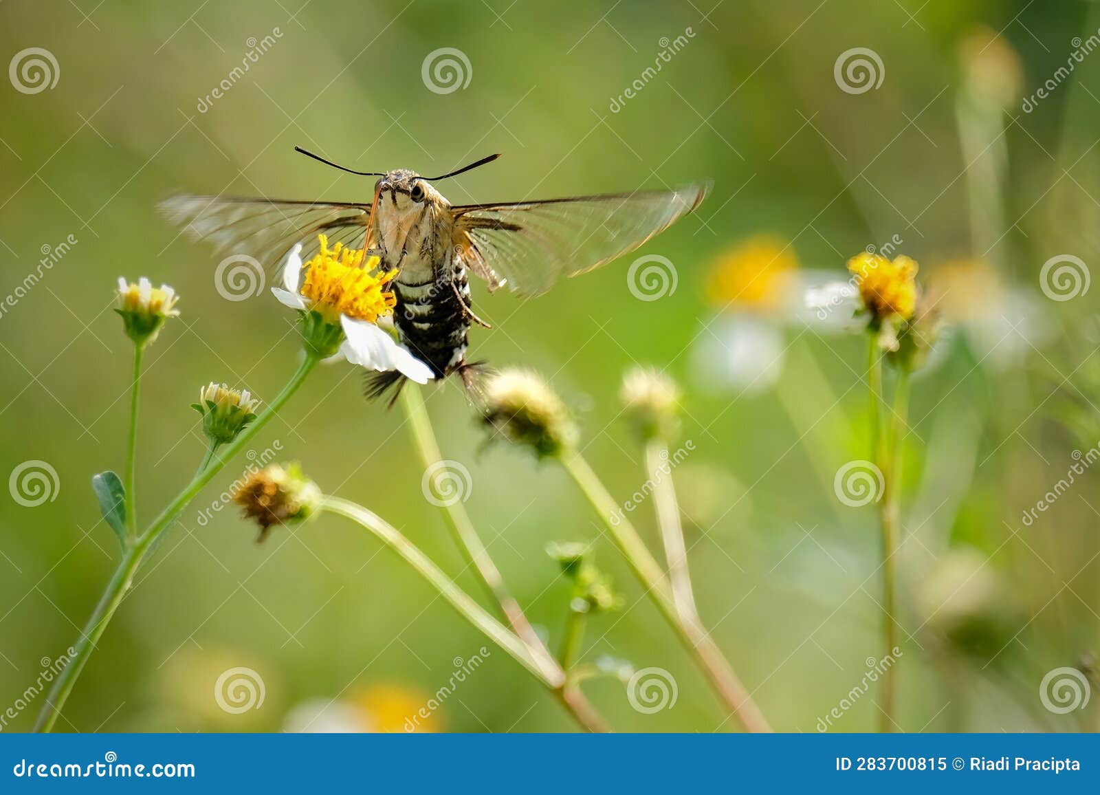 Hovering the Pellucid Hawk Moth (Cephonodes Hylas) on the Flower Stock ...