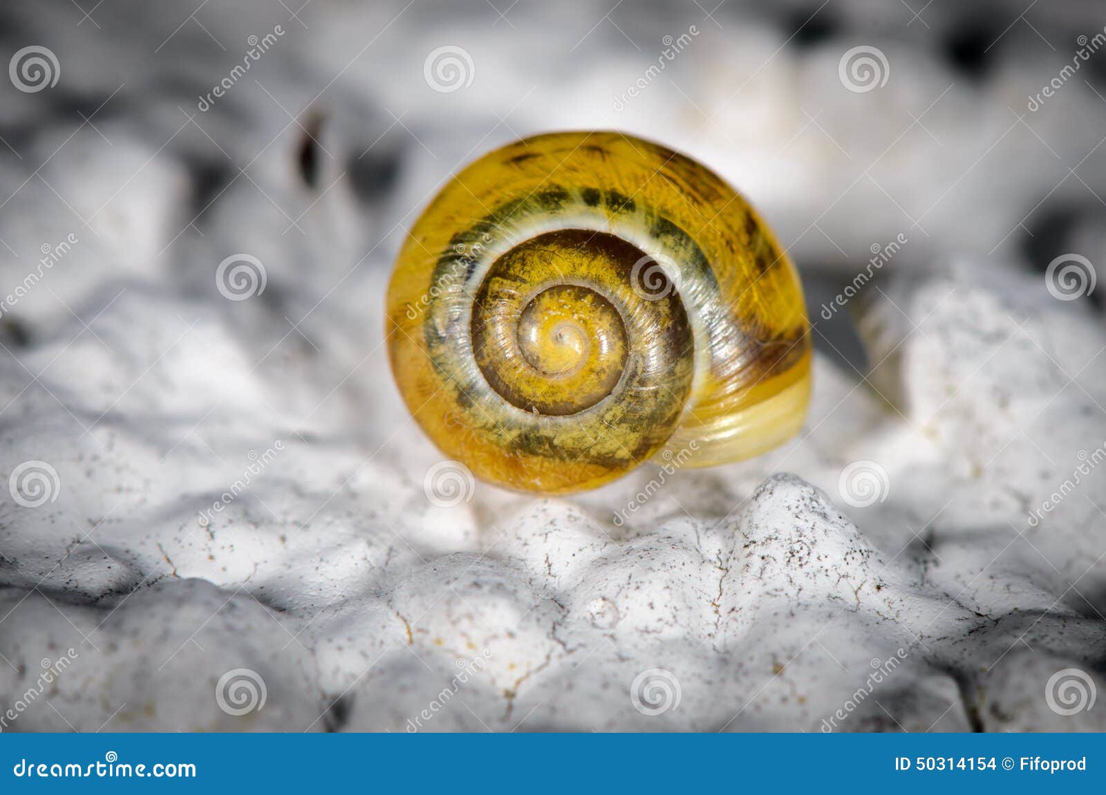 Hovering Snail Shell on Rough Ground Stock Photo - Image of focus ...