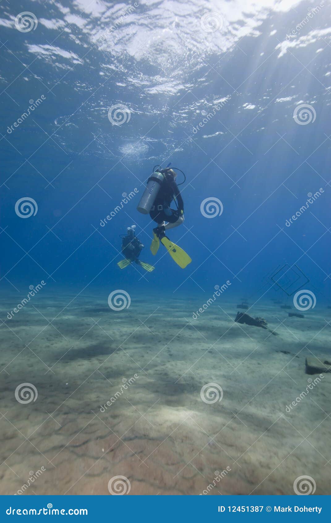 Hovering in the water stock image. Image of tranquil - 12451387