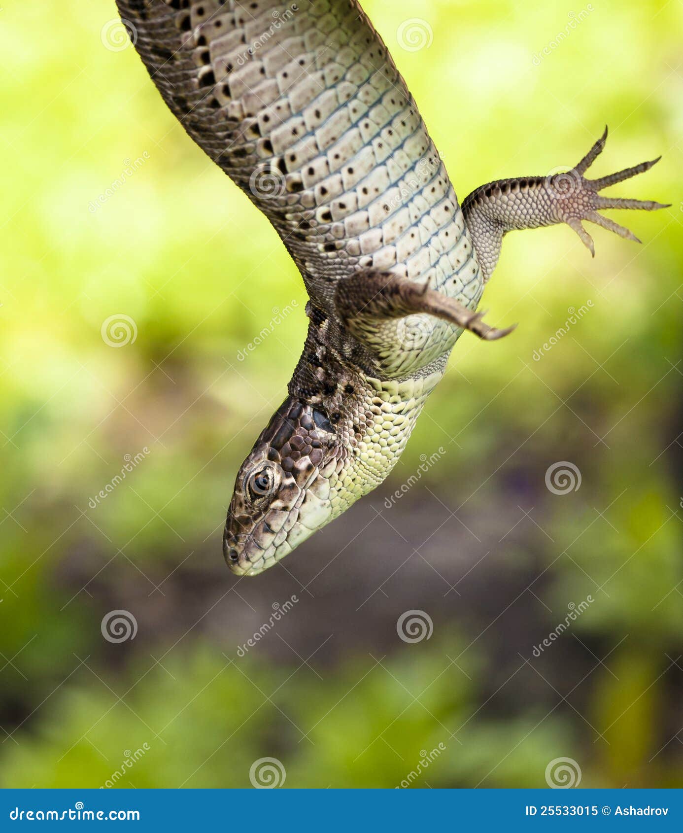 Hovering wild lizard stock image. Image of ground, exotic - 25533015