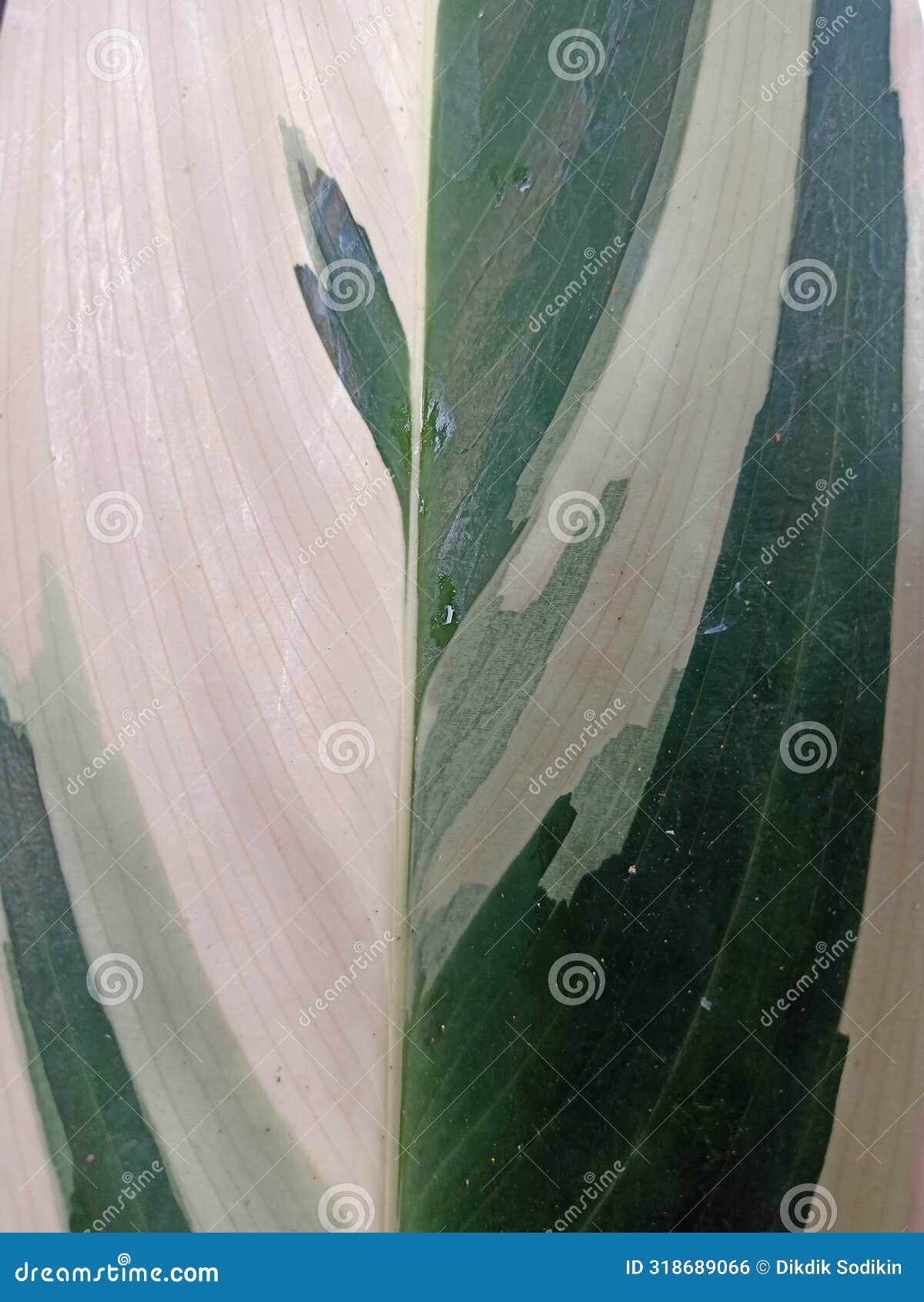 How Beautiful the Harmony in the Color Unity of Calathea Leaves is ...