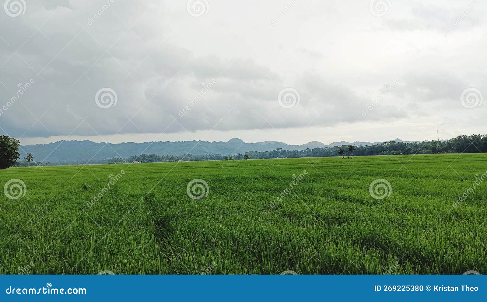 Beautiful Field in Indonesia, the Location at Cilacap Regency Stock ...