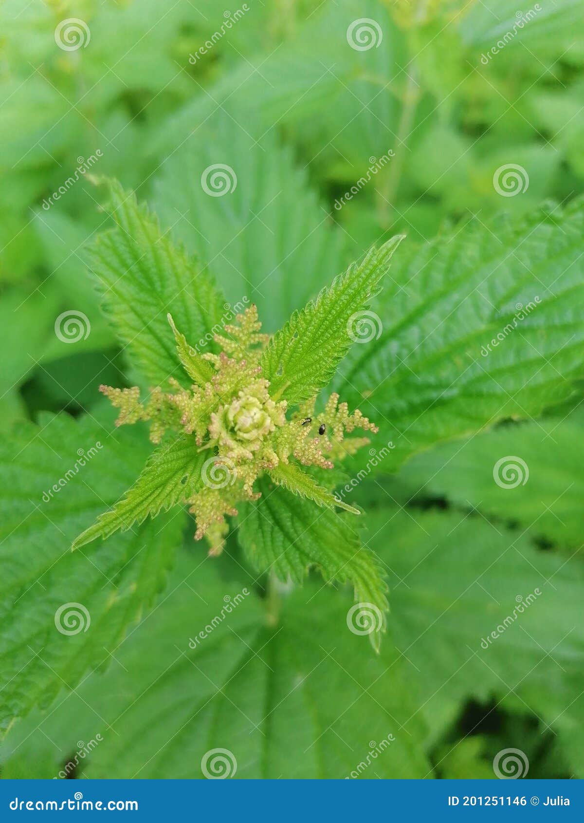 How Beautiful are the Prickly Nettles in the Summer Forest. Stock Photo ...