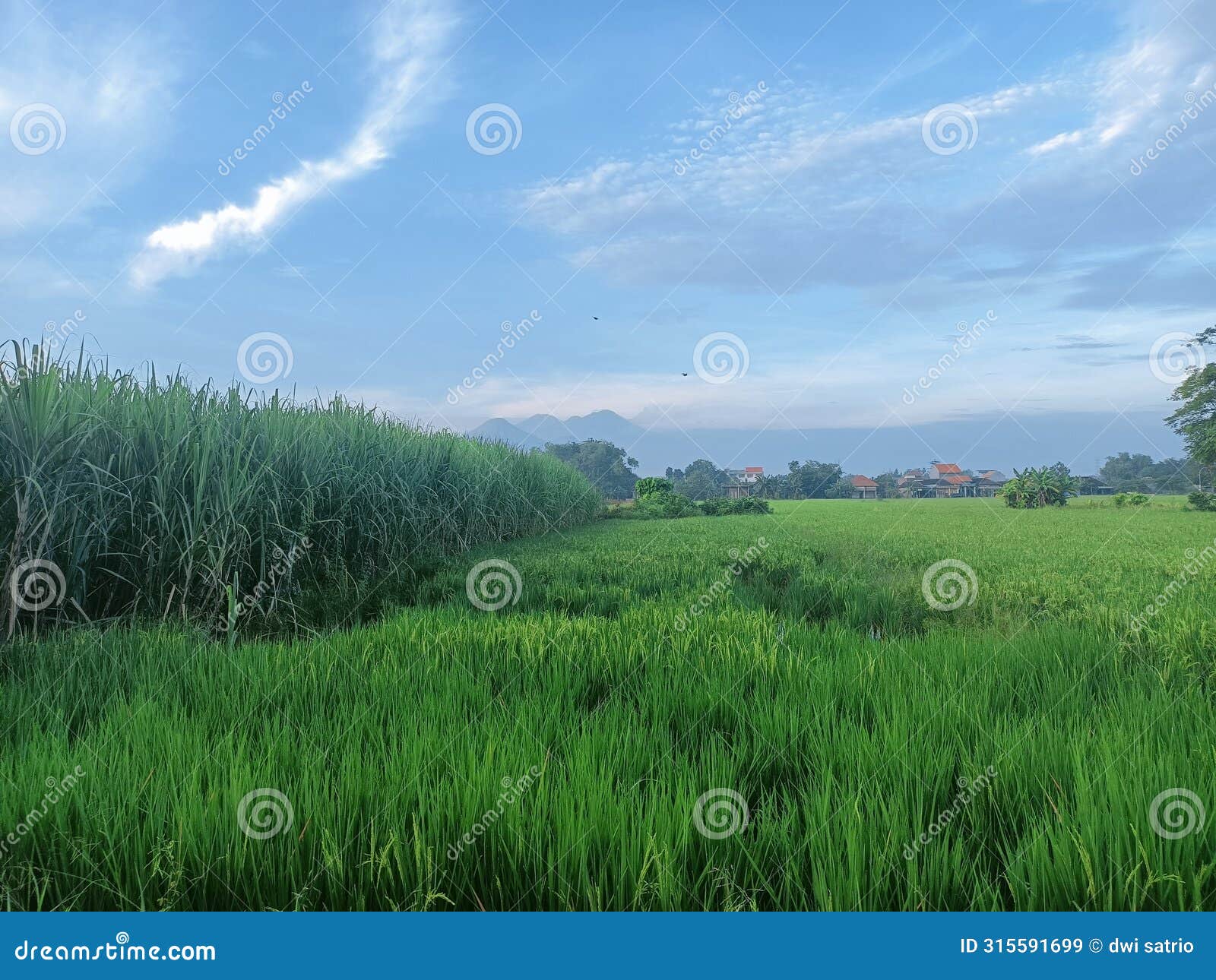 How Beautiful the Rice Fields and Sugar Cane Plantations are in this ...
