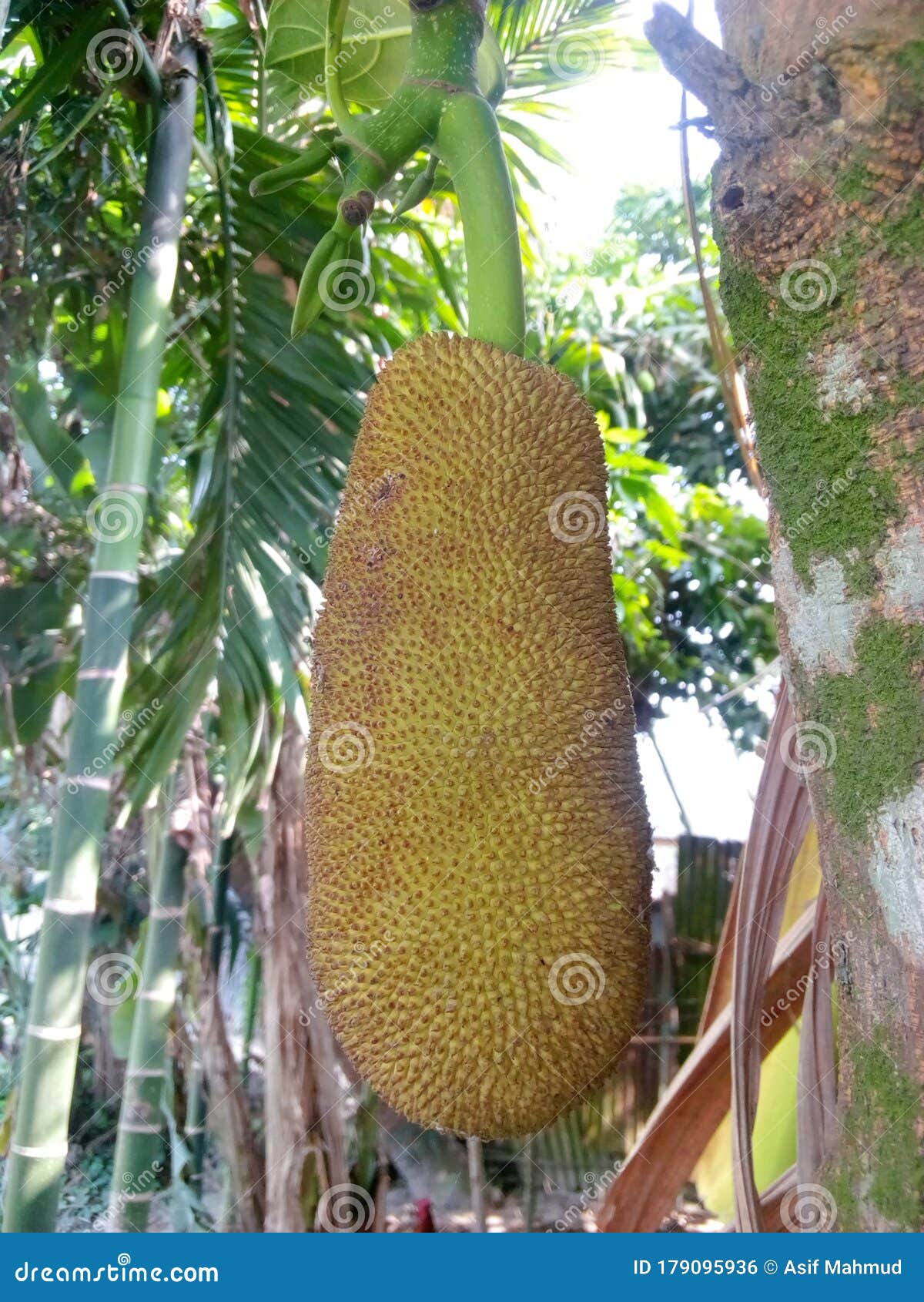 Trees and food stock photo. Image of breadfruit, leaf - 179095936
