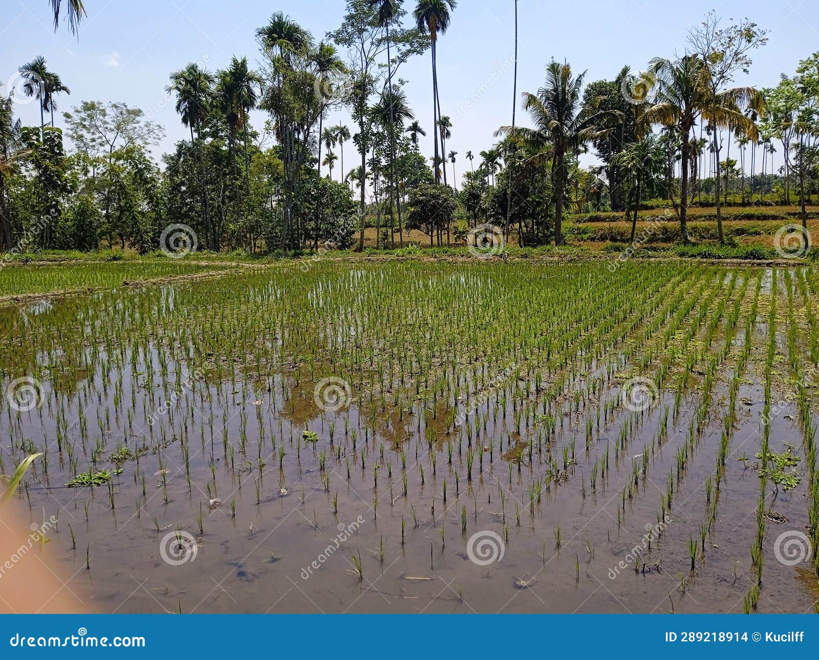 How Beauty of this Rice Field in My House Stock Photo - Image of house ...