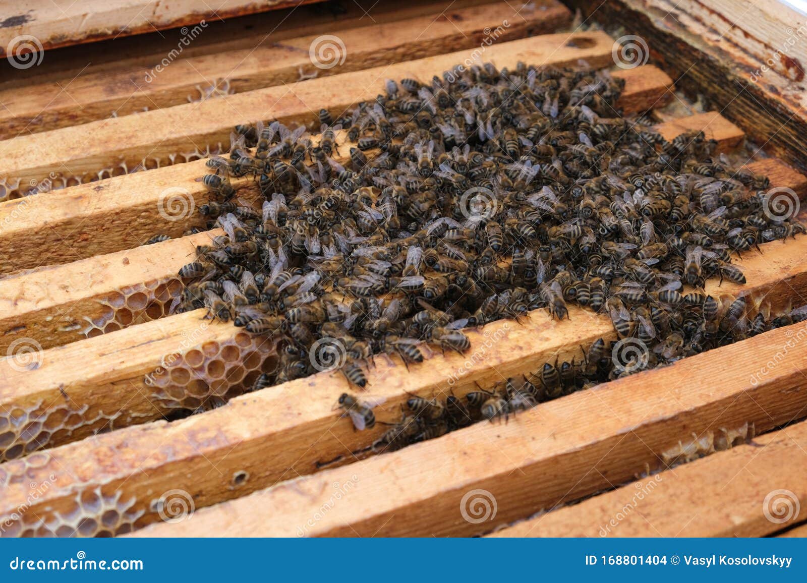 How Bees Winter in the Hive. Overview of Bee Hive in Winter. Wintering ...