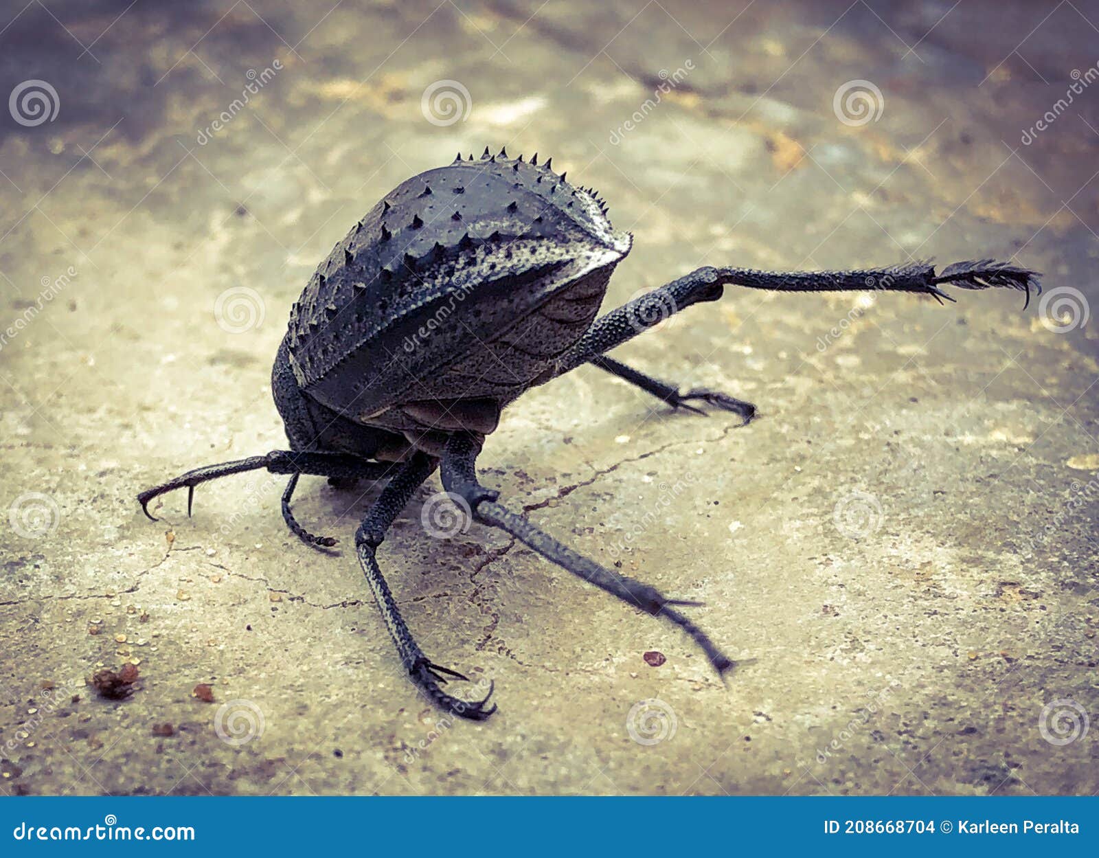 Beetle insect stock photo. Image of defense, insect - 208668704