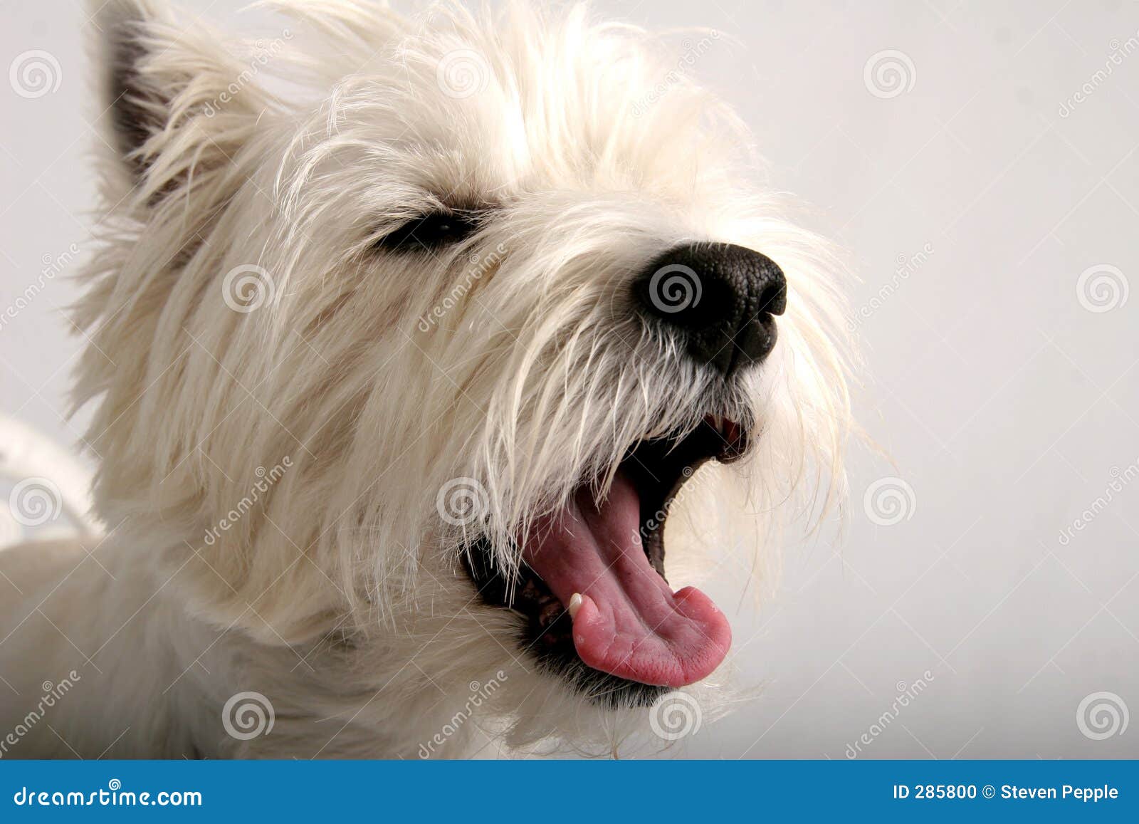 How boring stock photo. Image of animal, dogs, boring, tired - 285800