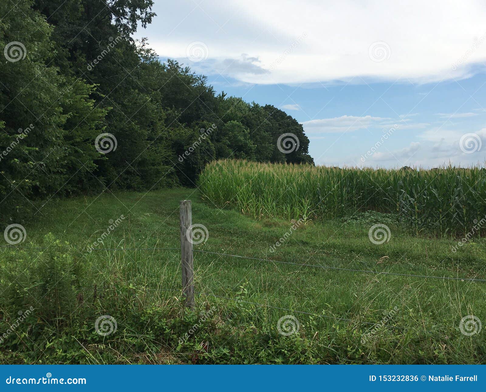 How Corny! stock photo. Image of southern, acres, country - 153232836