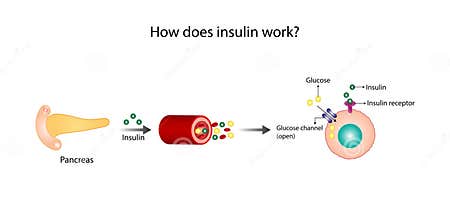 Insulin Mechanism of Action, Regulates Glucose Metabolism and Glucose ...