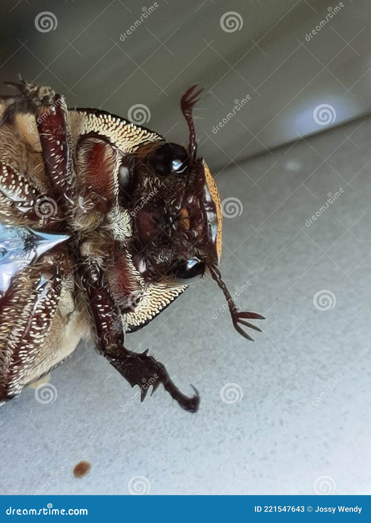 The face of a beetle. stock image. Image of square, antenna - 221547643