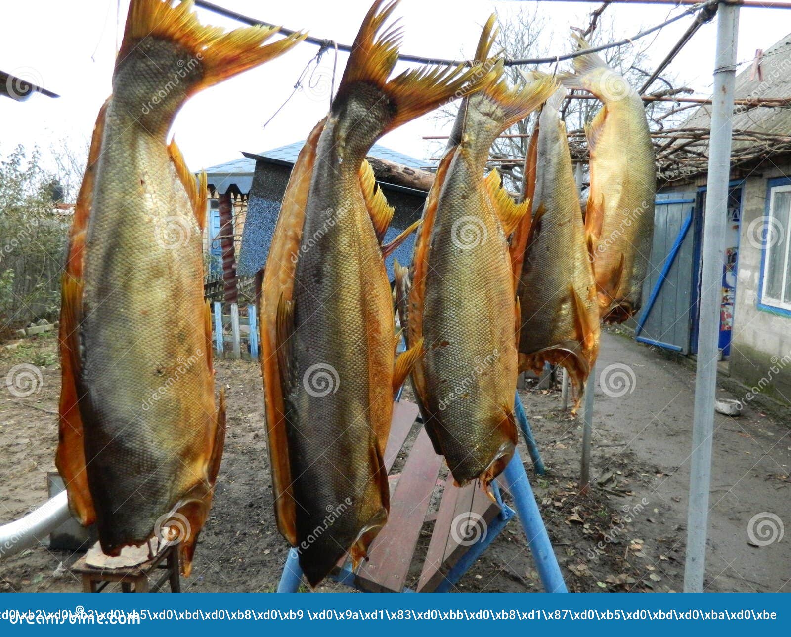 How fish smoking stock image. Image of mammal, fish - 299866163