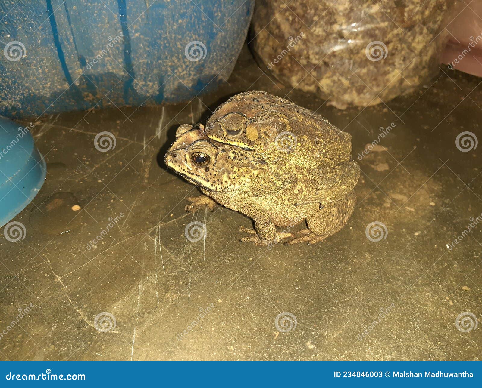 How a Frog Keeps Another Frog. Stock Image - Image of circulation, frog ...